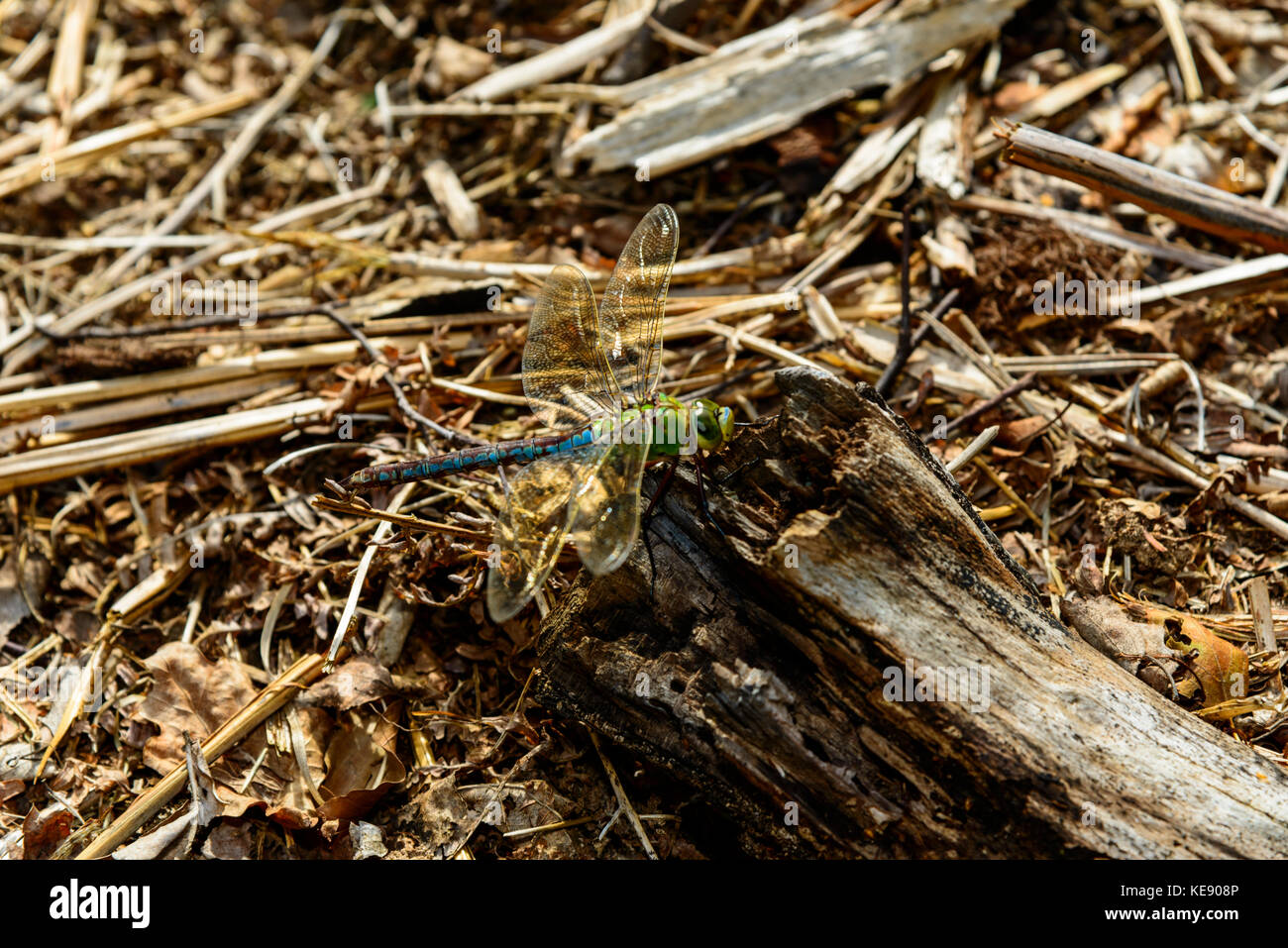 Dragon dead hi-res stock photography and images - Alamy