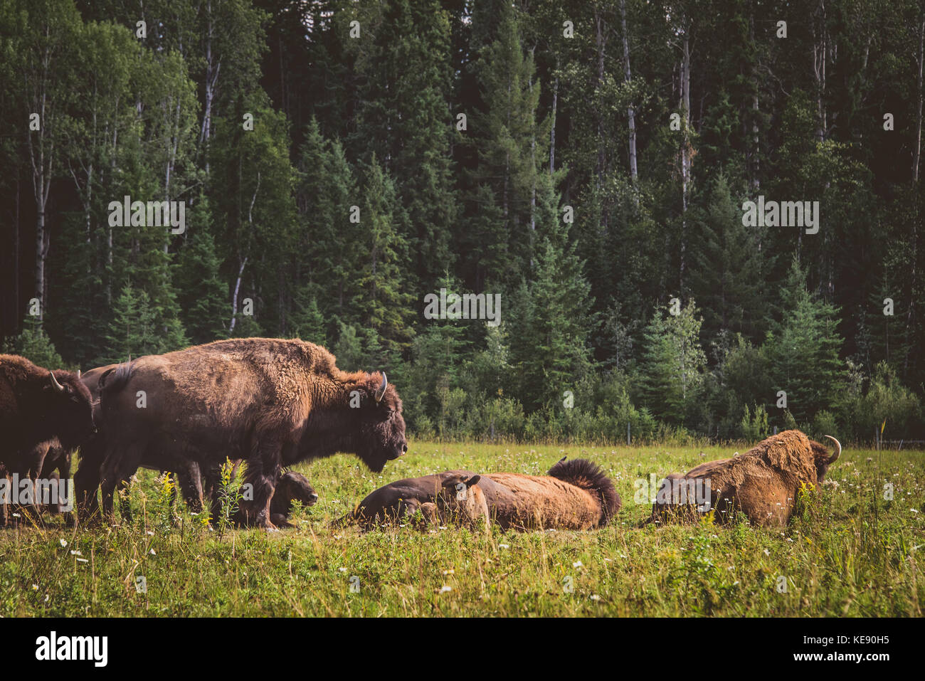 Bison family in a field, Canada Stock Photo - Alamy