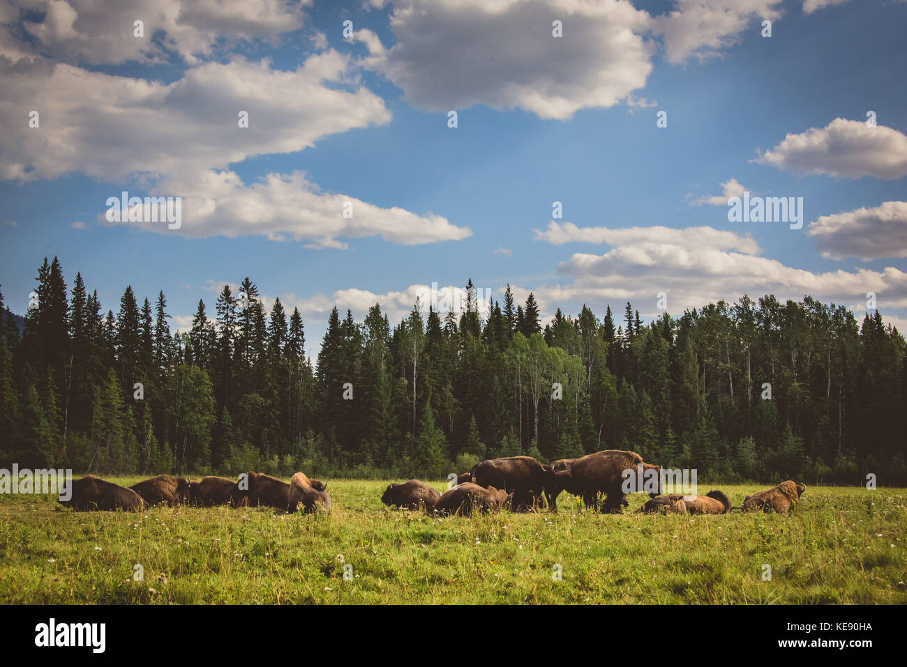 Bison farm hi-res stock photography and images - Alamy