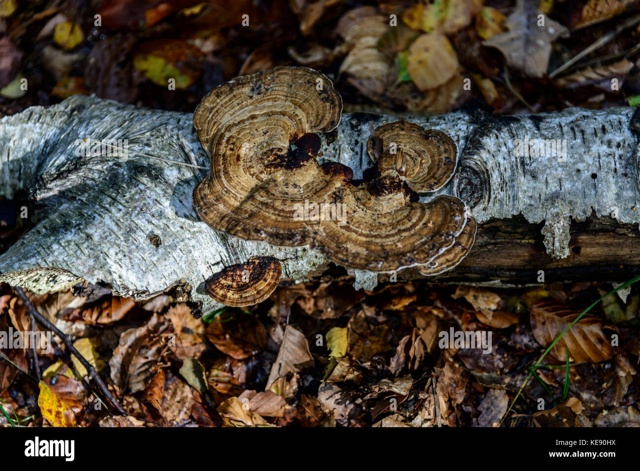 Birch with tree fungi hi-res stock photography and images - Alamy