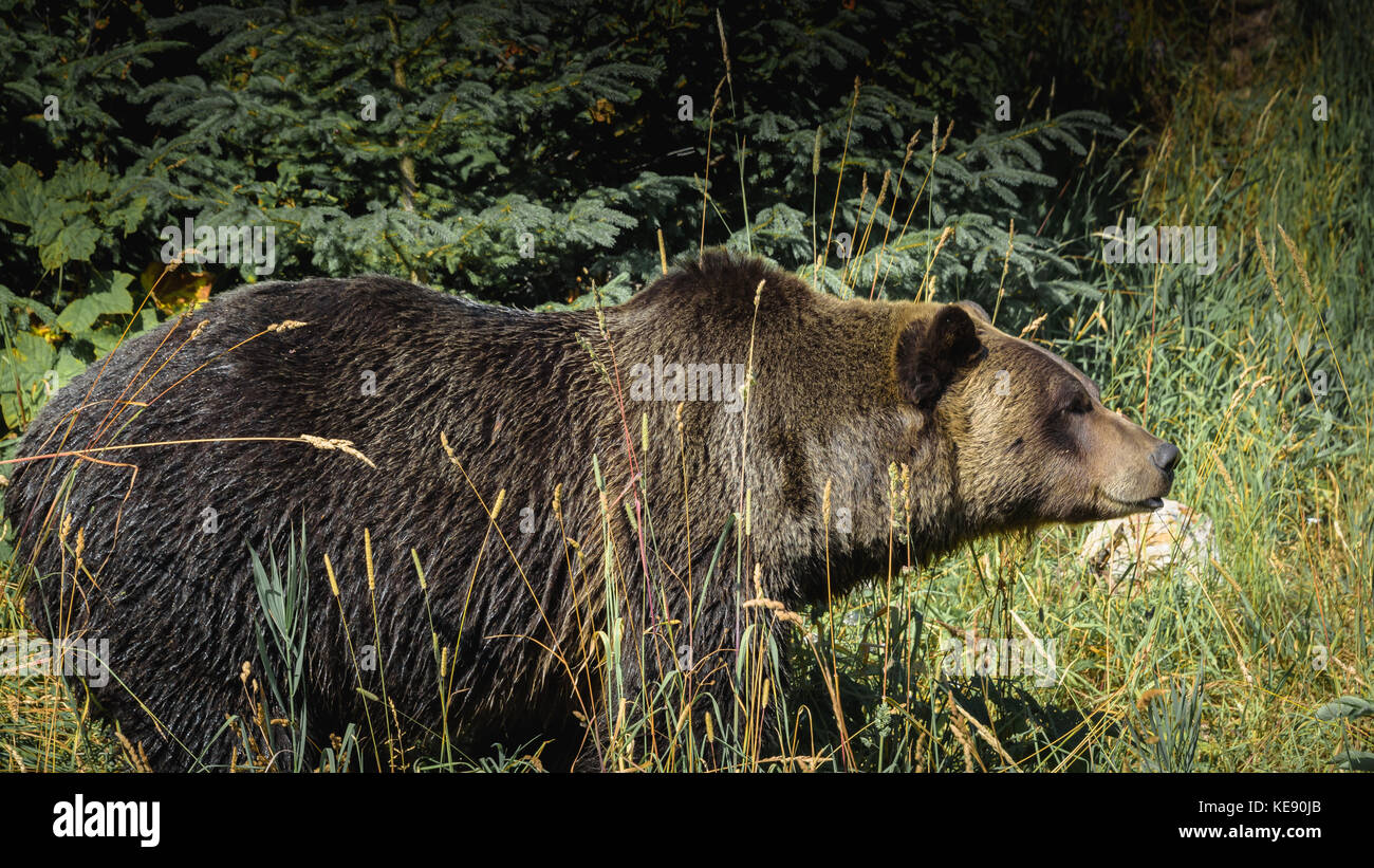 Grizzly bear in Canada Stock Photo - Alamy