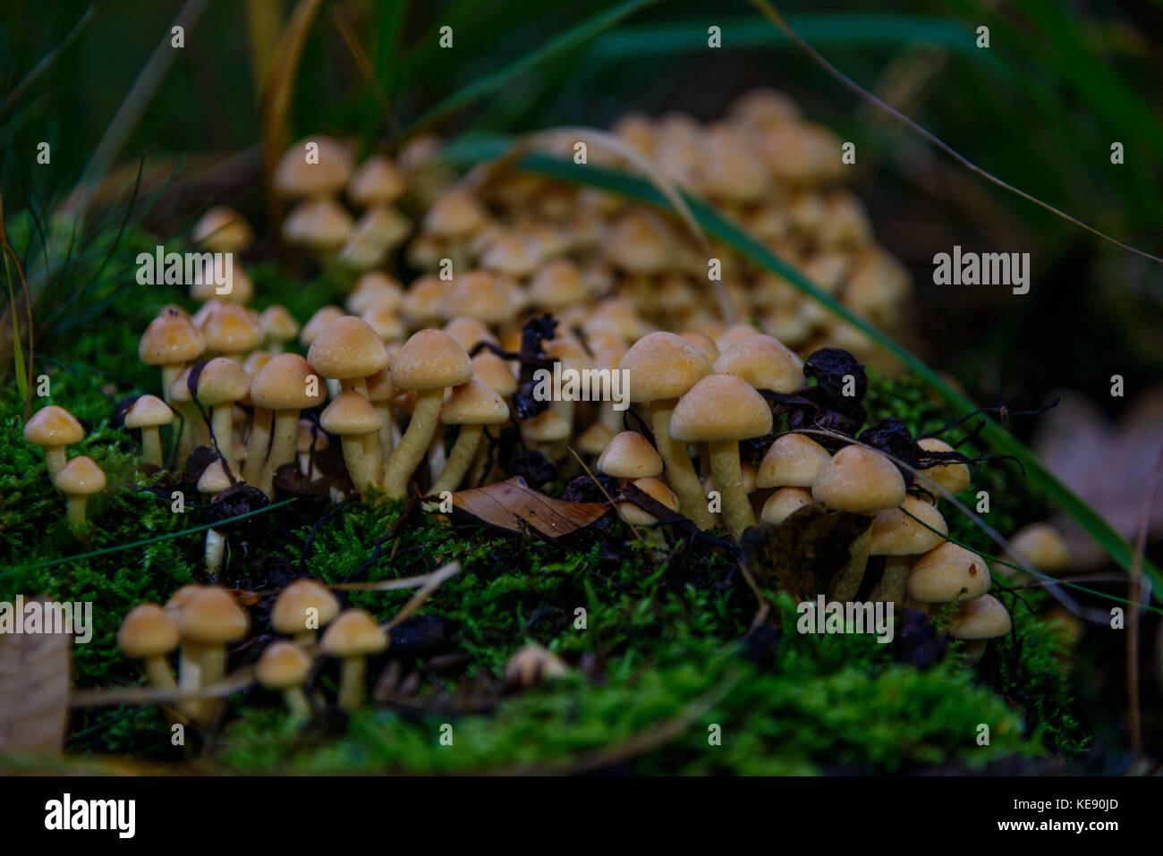 Mushroom cluster hi-res stock photography and images - Alamy