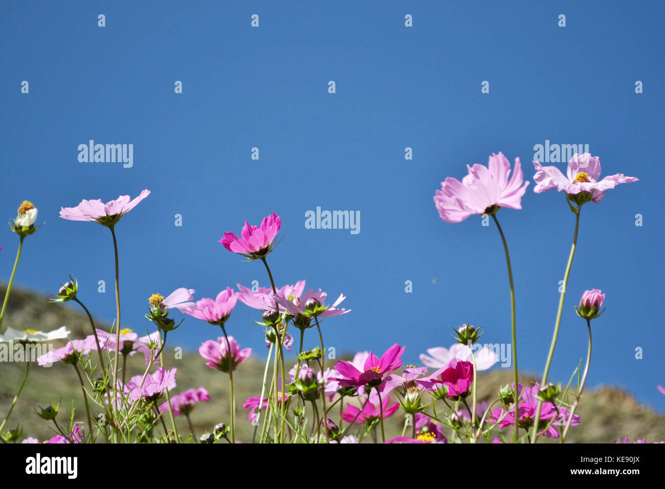 Wild flowers tibetan plateau tibet hi-res stock photography and images ...