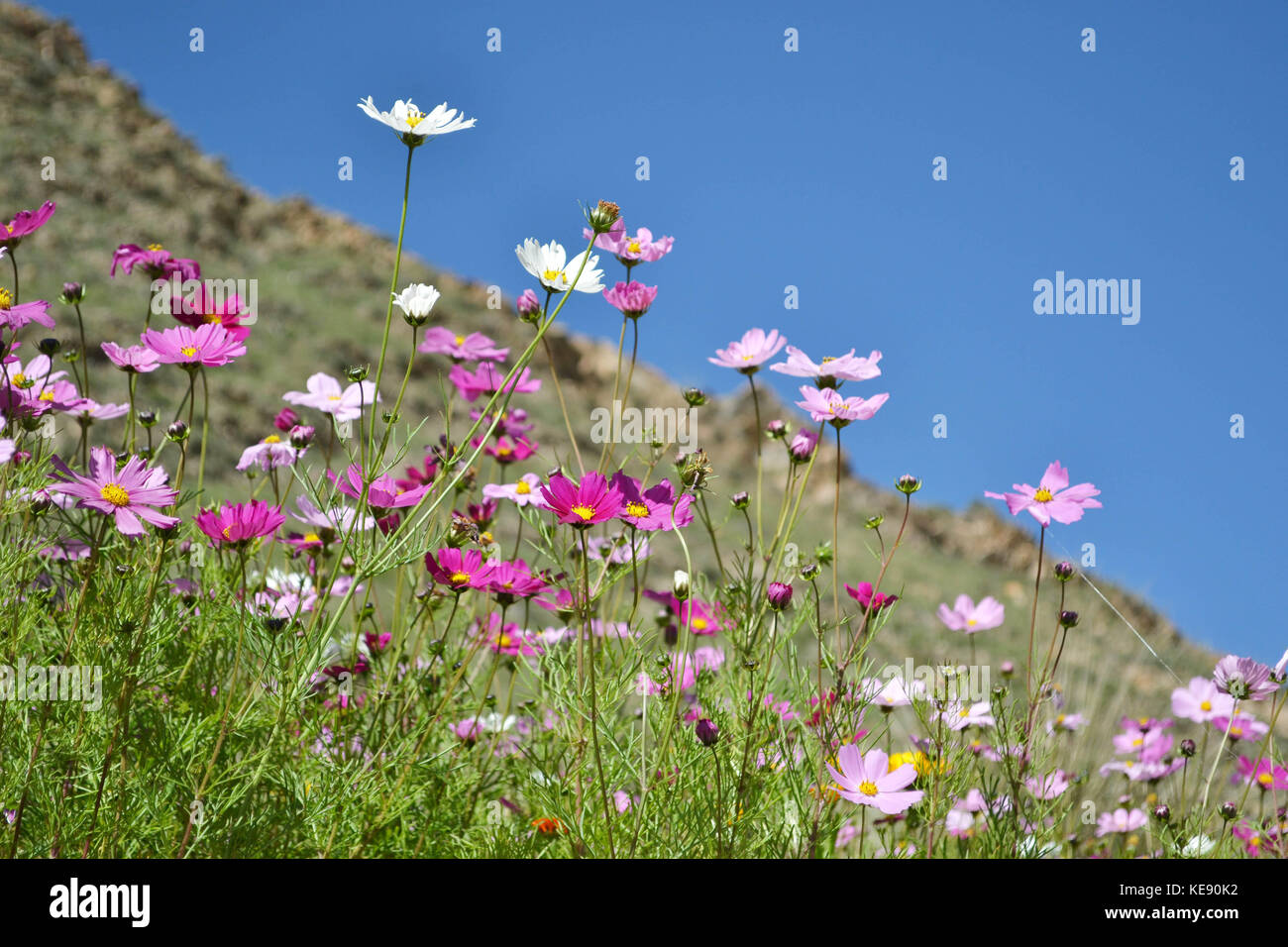 Flowers around the hill in Xiahe (Labrang) - Amdo Tibet, China. Pic was ...