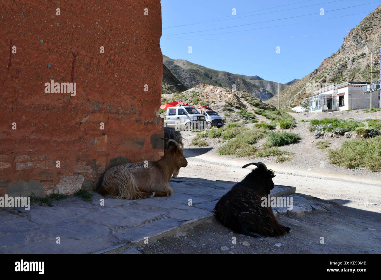 The mountain Tibetan goat (with some dreadlocks) around Labrang or ...