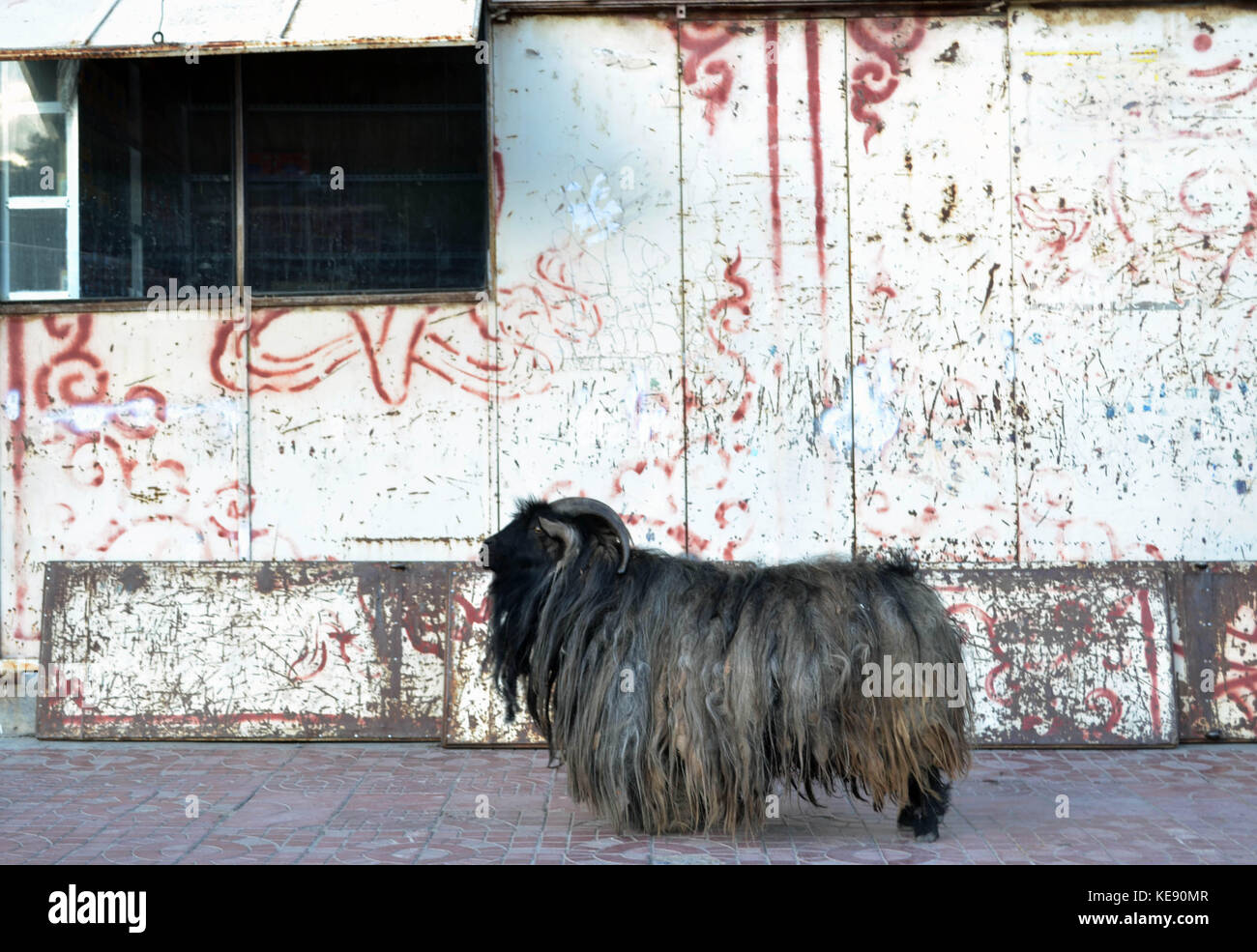 The cool and handsome mountain Tibetan goat (with some dreadlocks ...