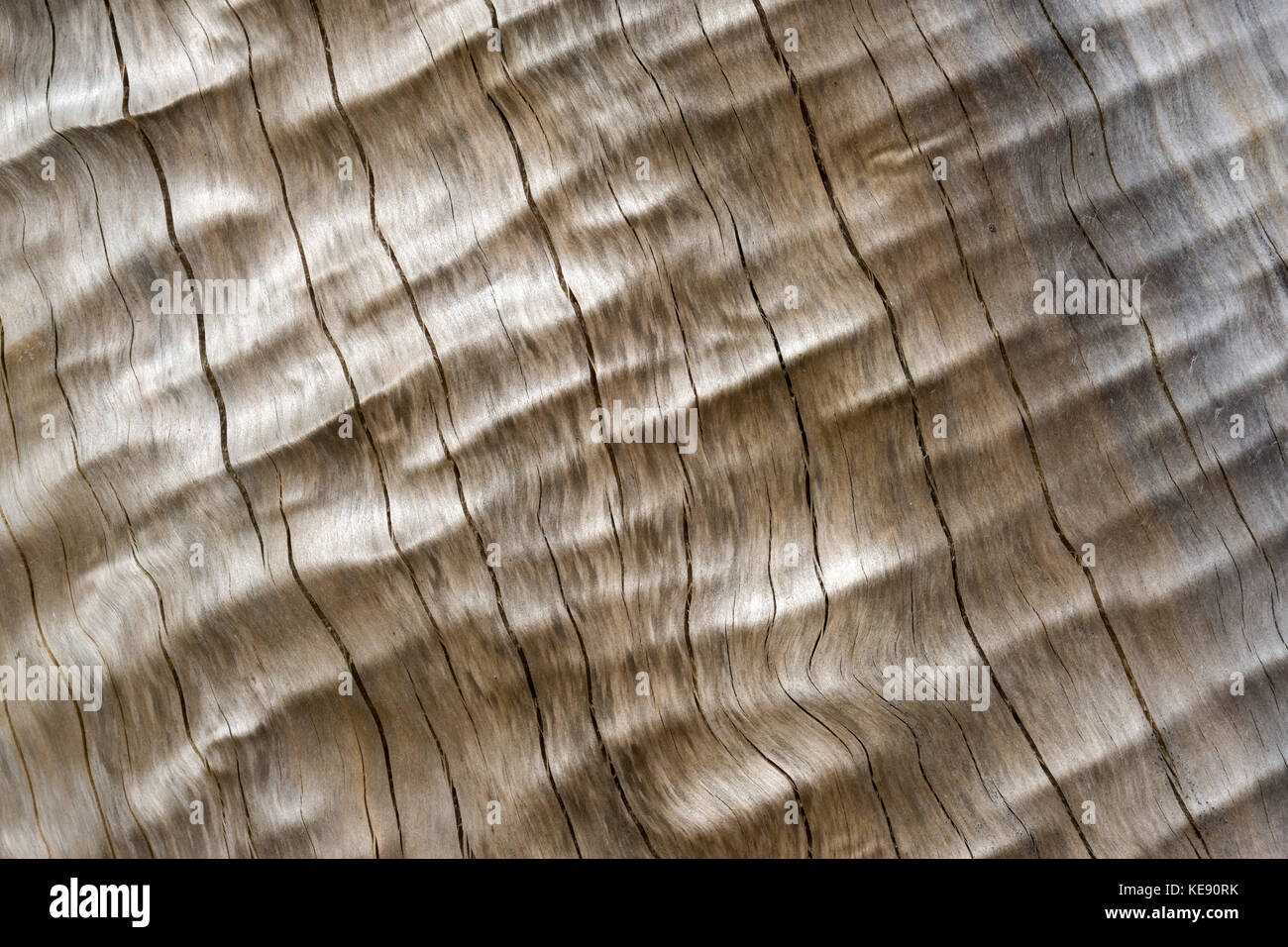 Dead tree texture hi-res stock photography and images - Alamy