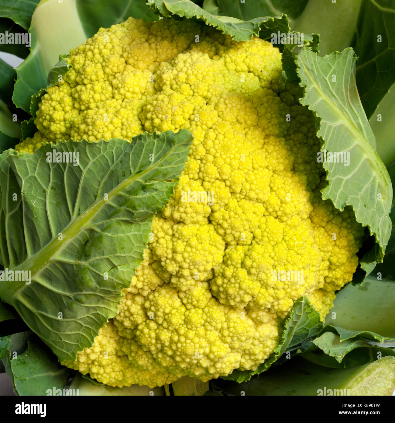 Cauliflowers fresh from the tree organic cauliflower Stock Photo - Alamy