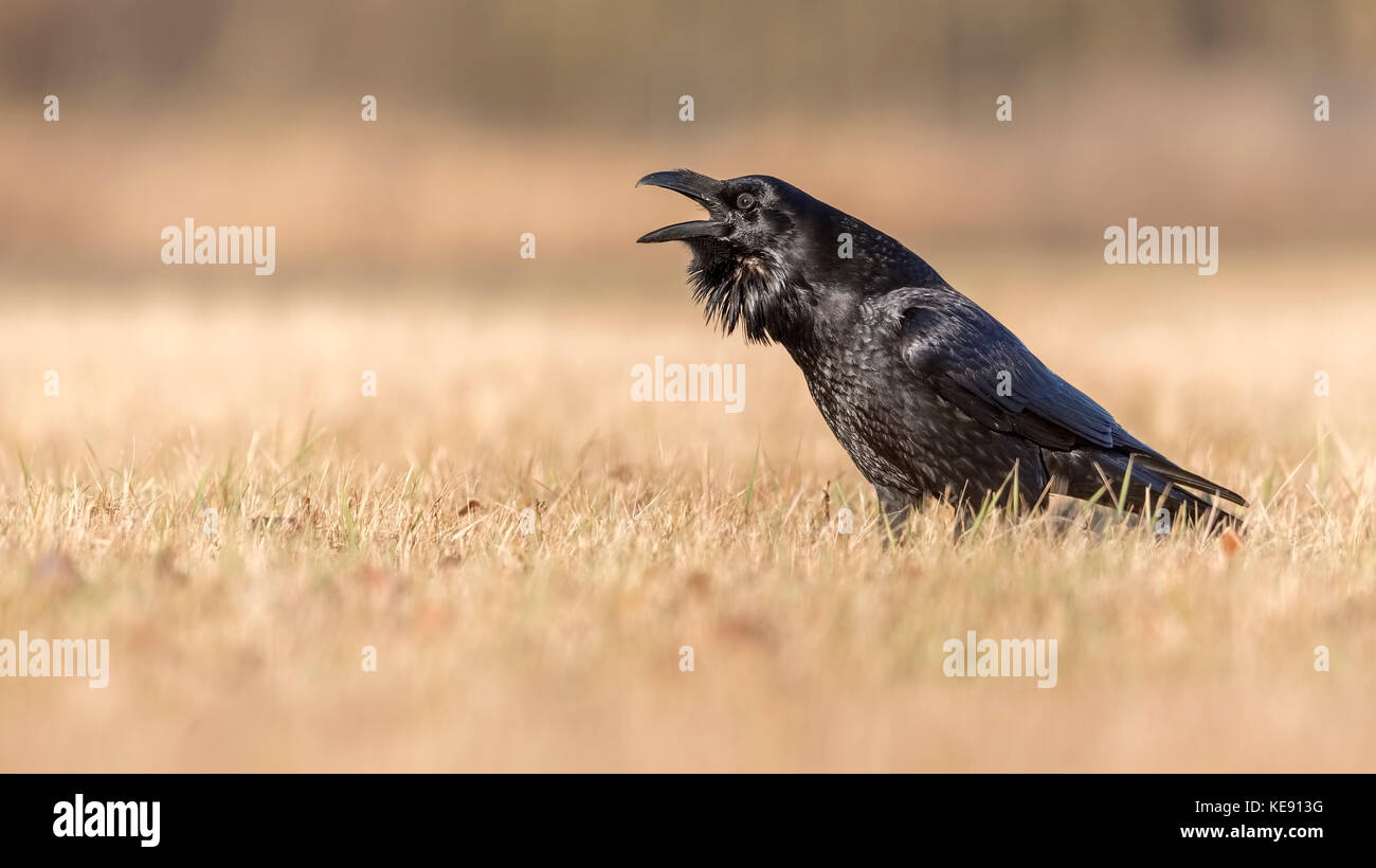 Raven Calling High Resolution Stock Photography and Images - Alamy