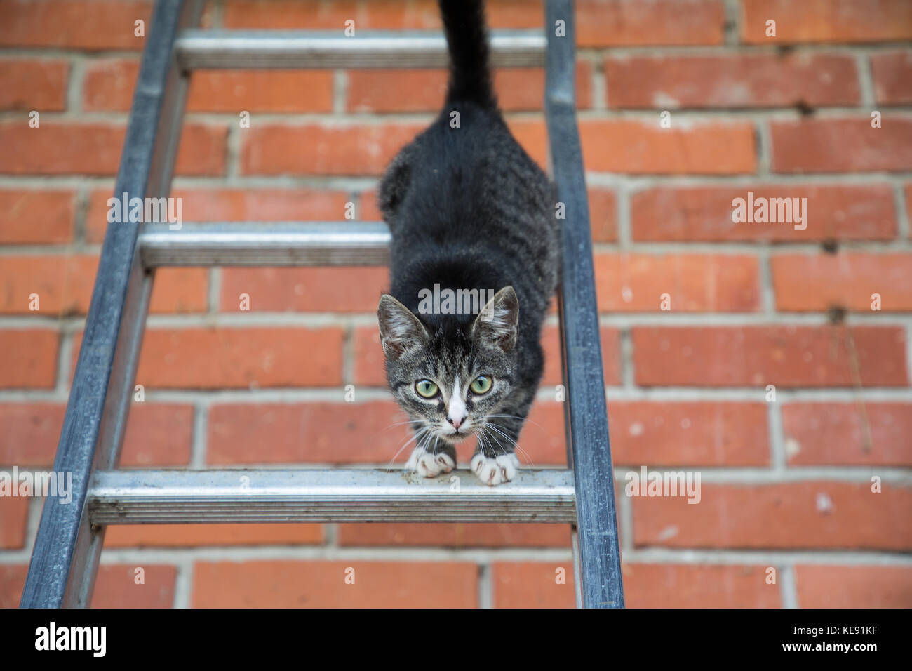 young cat climbing and jumping on a ladder Stock Photo - Alamy