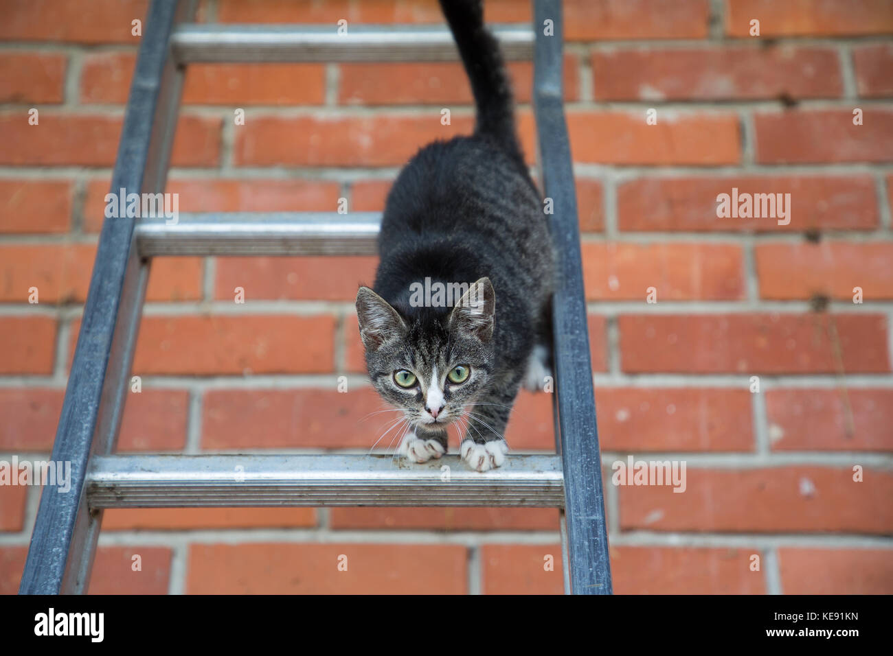 young cat climbing and jumping on a ladder Stock Photo - Alamy