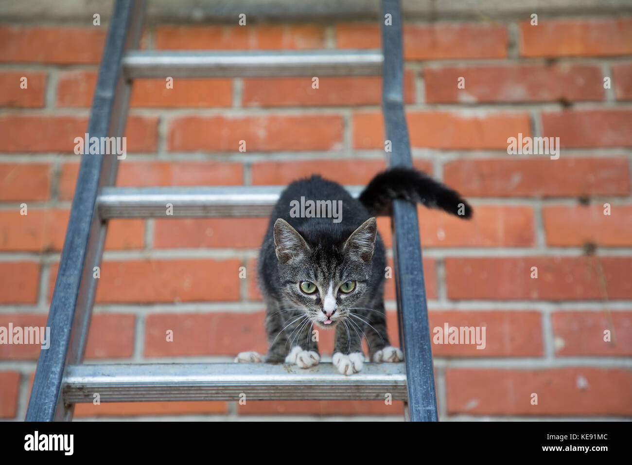 young cat climbing and jumping on a ladder Stock Photo - Alamy