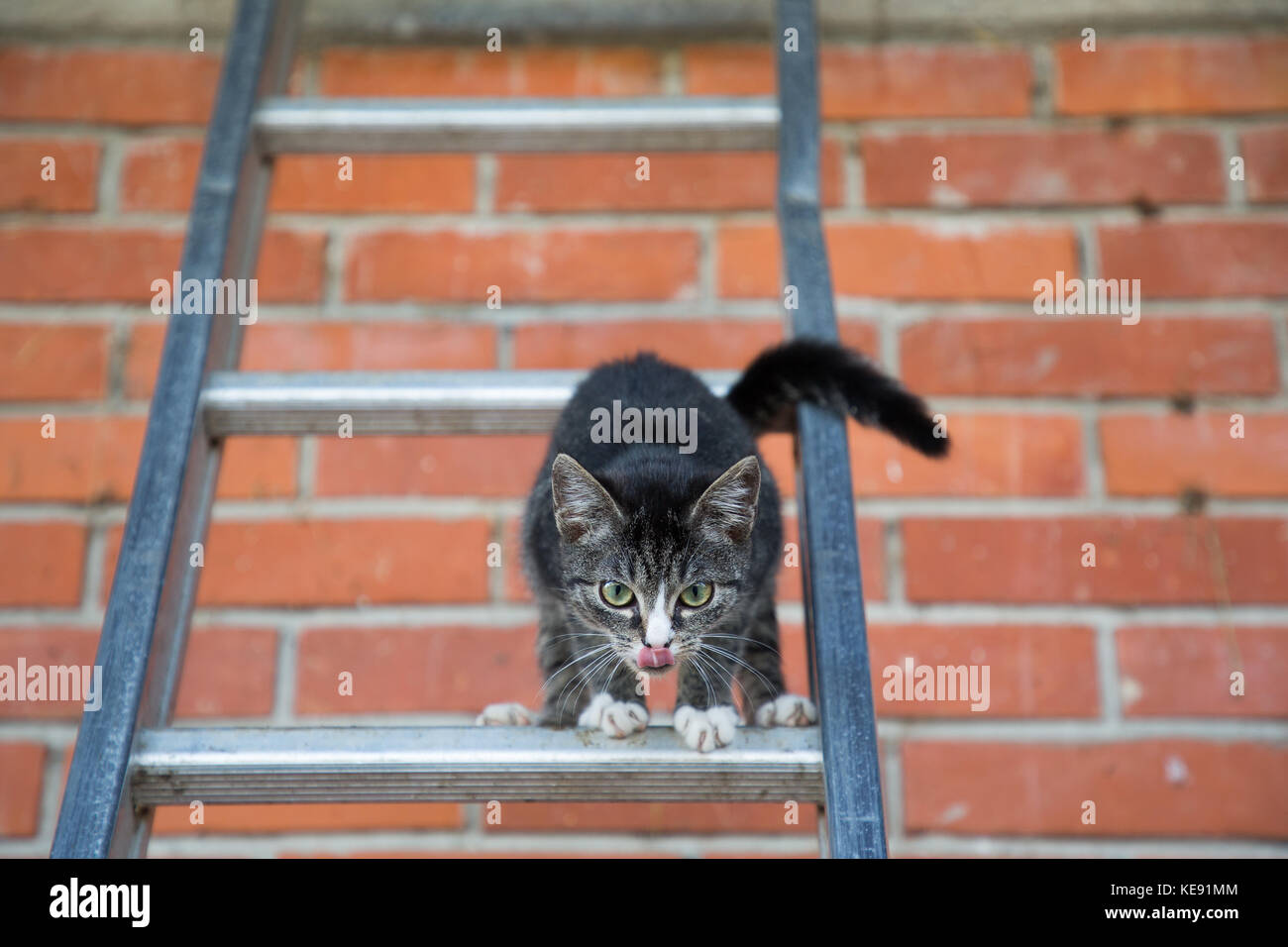 Funny kitty jumping on wall hi-res stock photography and images - Alamy