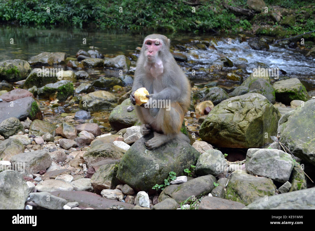 Monkey and the infant around the hiking trail in Wulingyuan scenic area ...