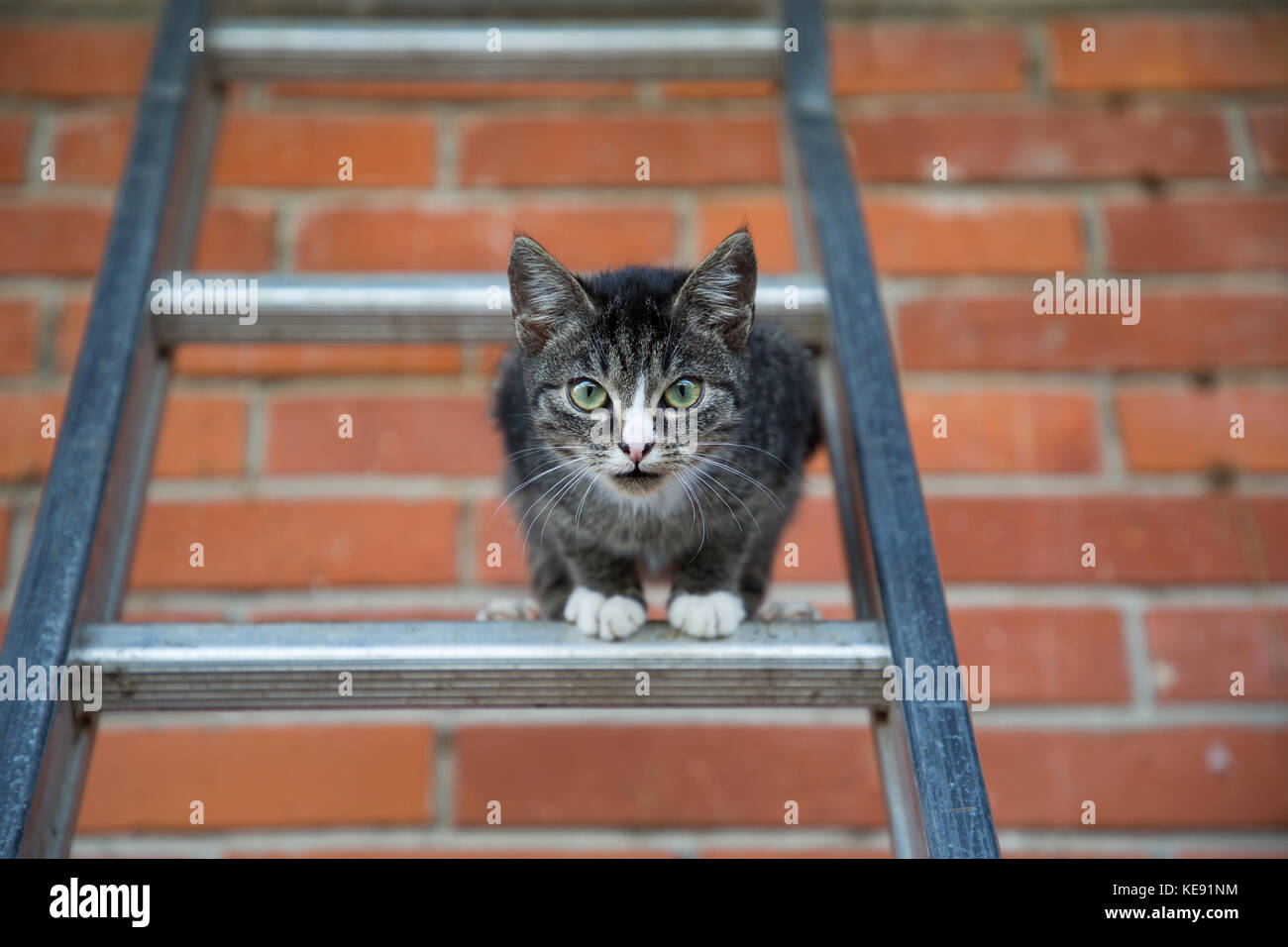 young cat climbing and jumping on a ladder Stock Photo - Alamy