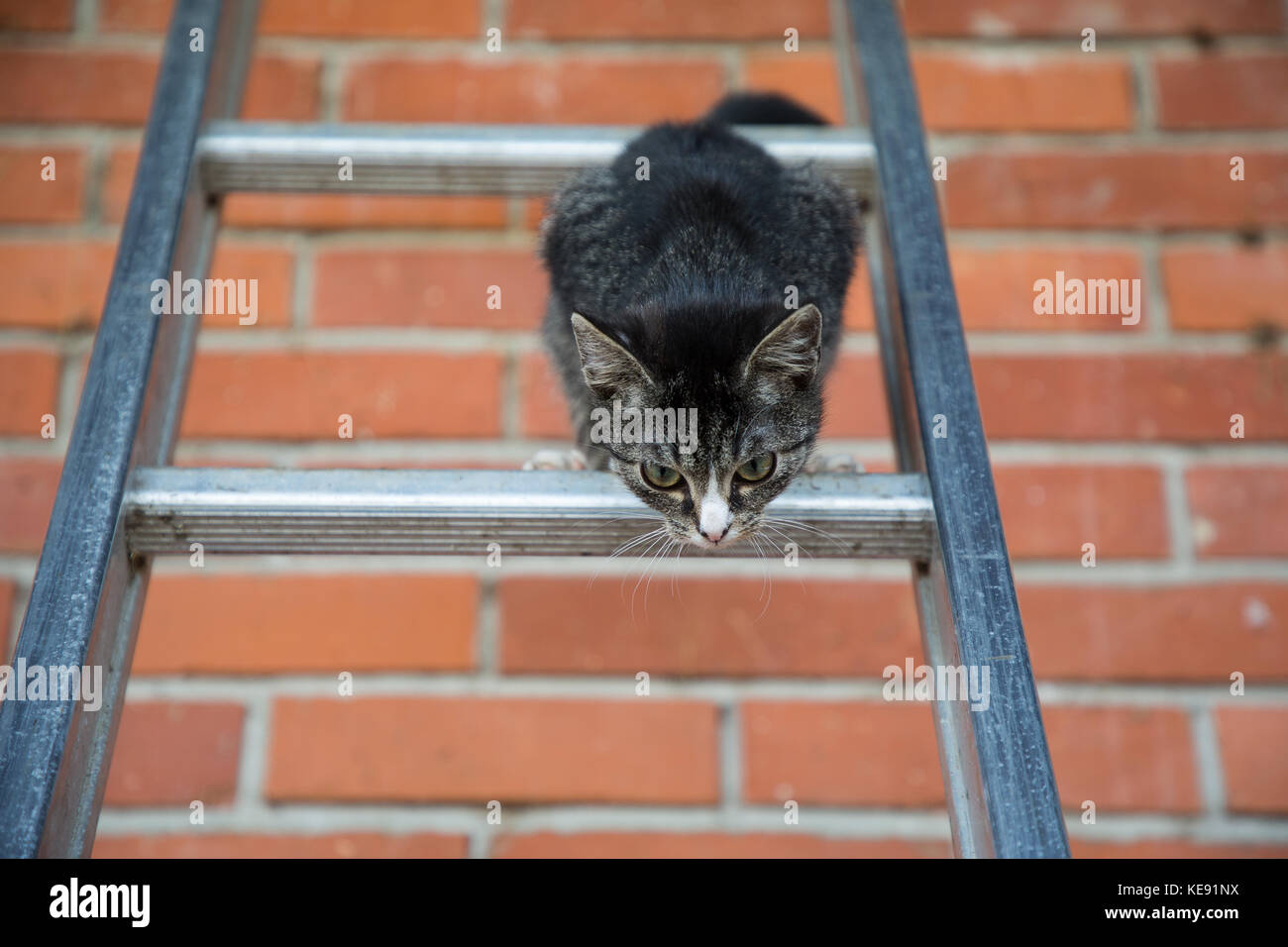 young cat climbing and jumping on a ladder Stock Photo - Alamy