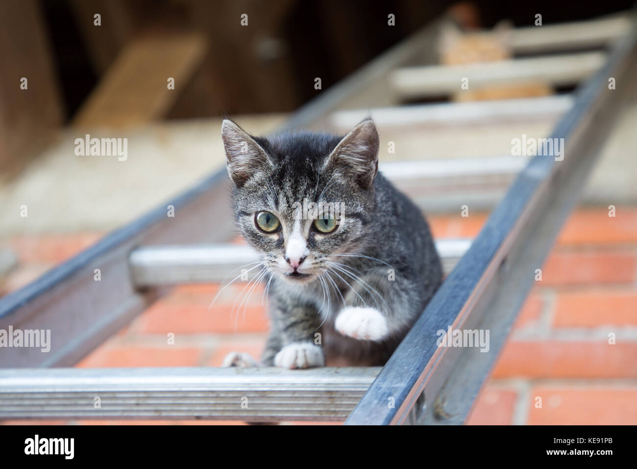 young cat climbing and jumping on a ladder Stock Photo - Alamy