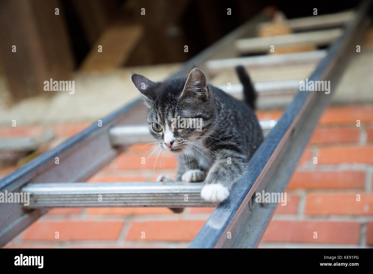 young cat climbing and jumping on a ladder Stock Photo - Alamy