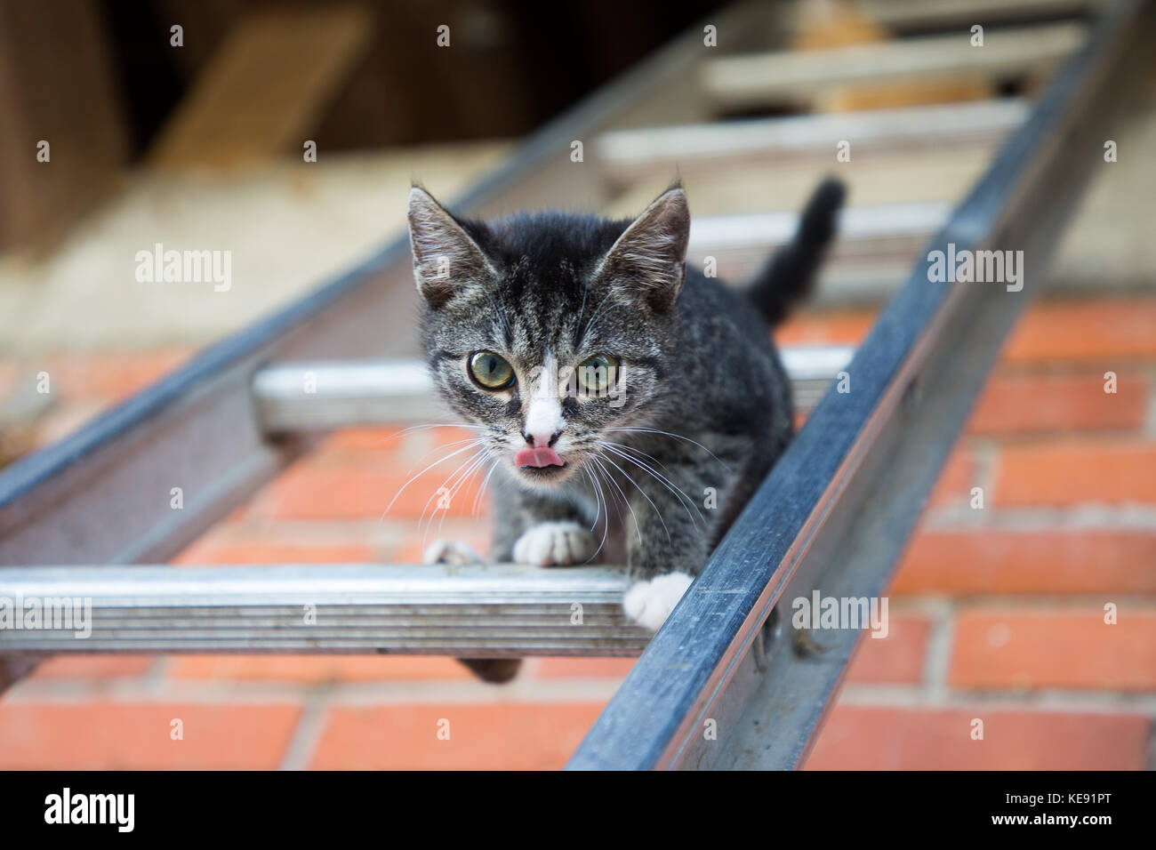 young cat climbing and jumping on a ladder Stock Photo - Alamy