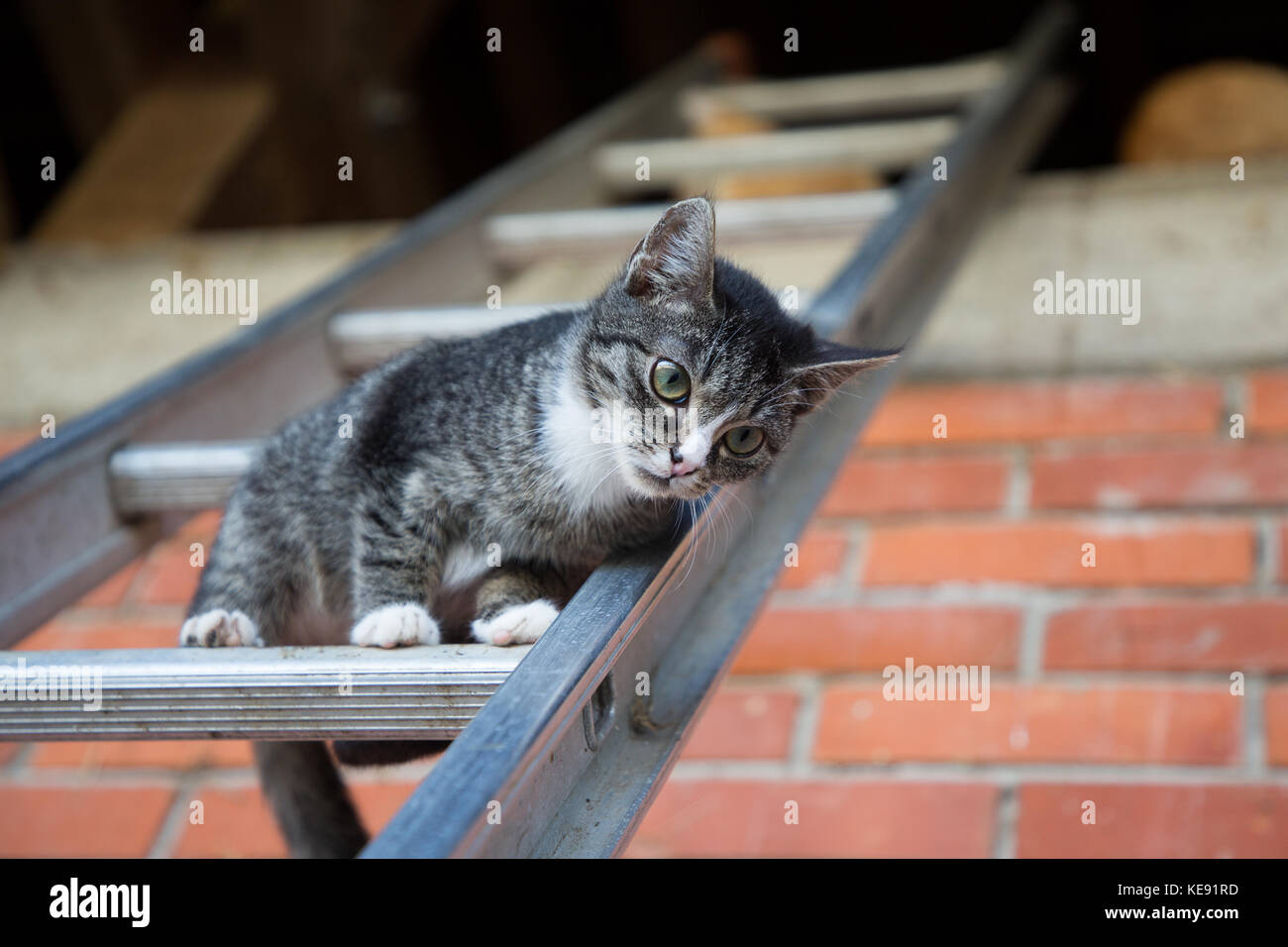 young cat climbing and jumping on a ladder Stock Photo - Alamy