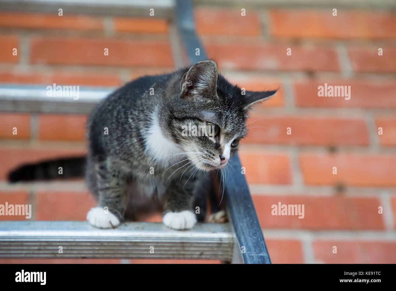 young cat climbing and jumping on a ladder Stock Photo - Alamy
