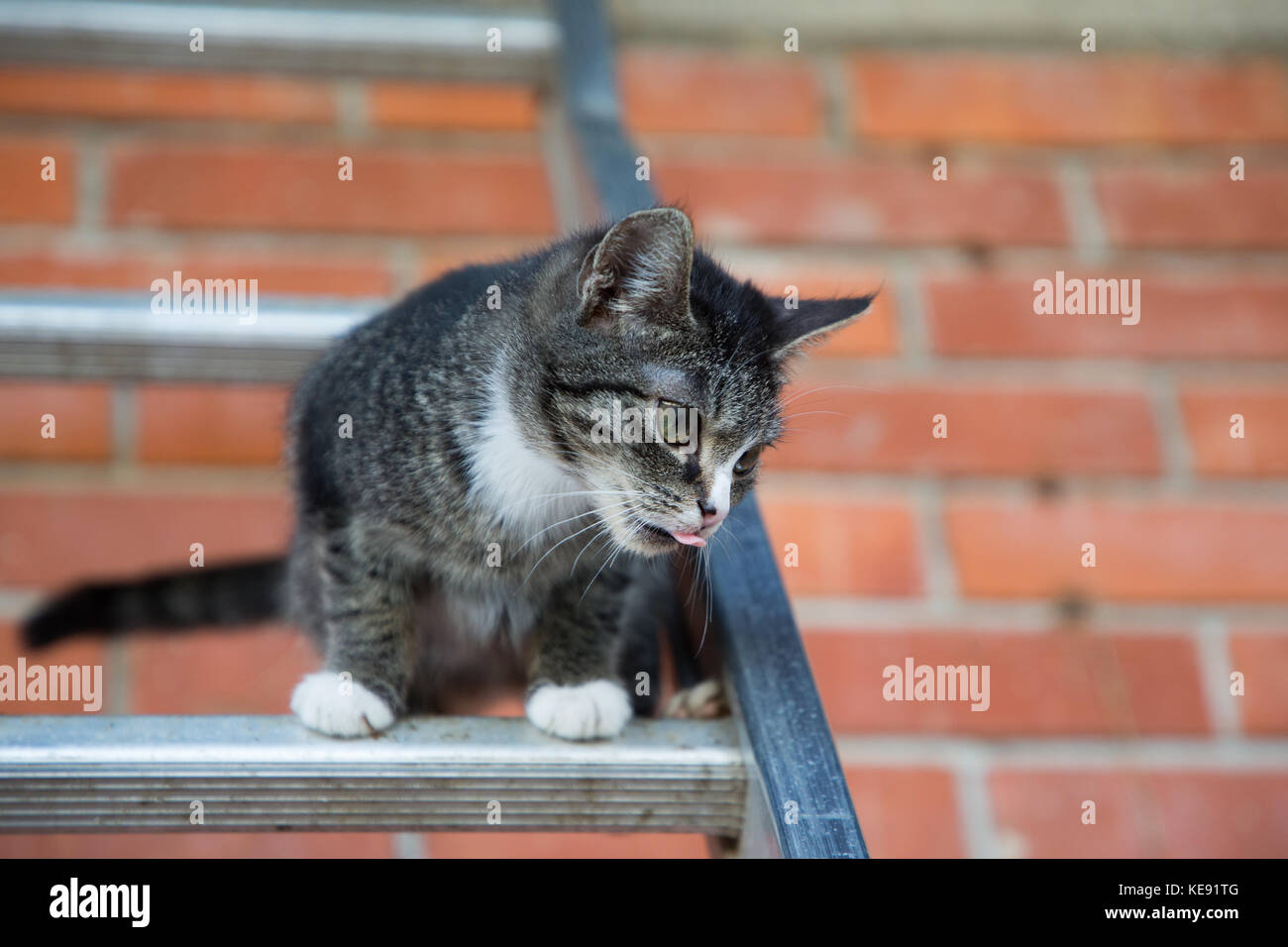 Funny kitty jumping on wall hi-res stock photography and images - Alamy