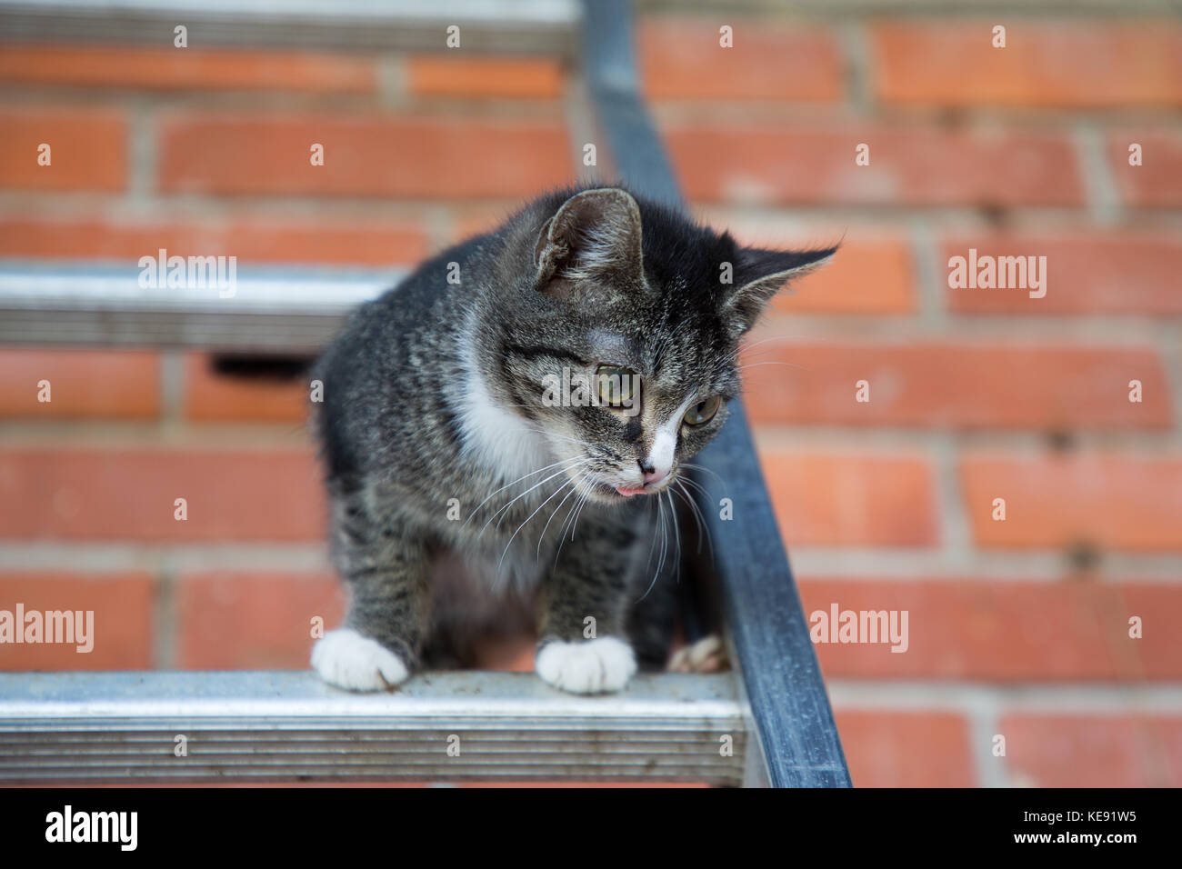 young cat climbing and jumping on a ladder Stock Photo - Alamy