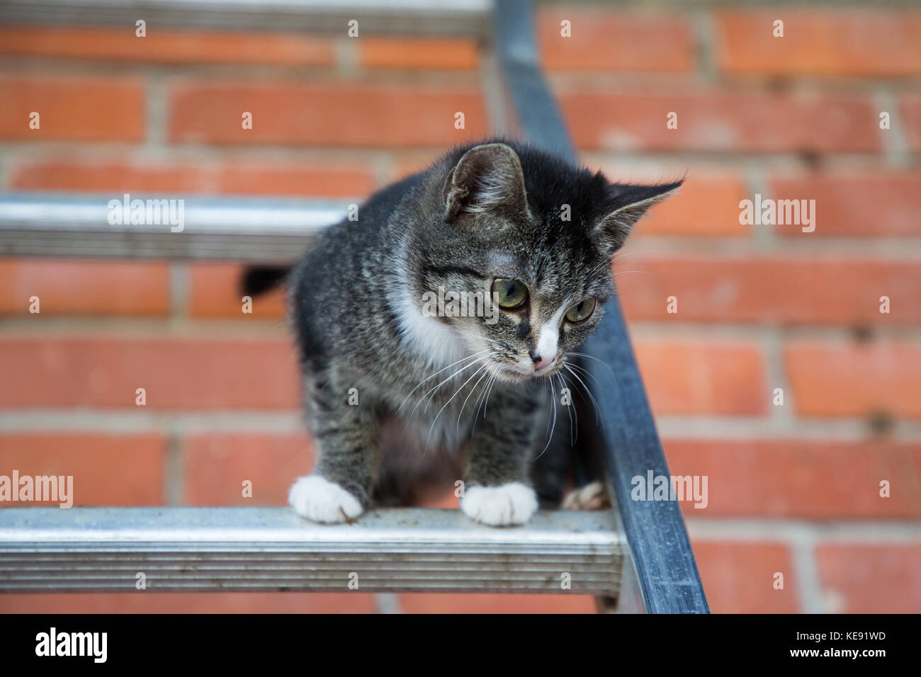 young cat climbing and jumping on a ladder Stock Photo - Alamy