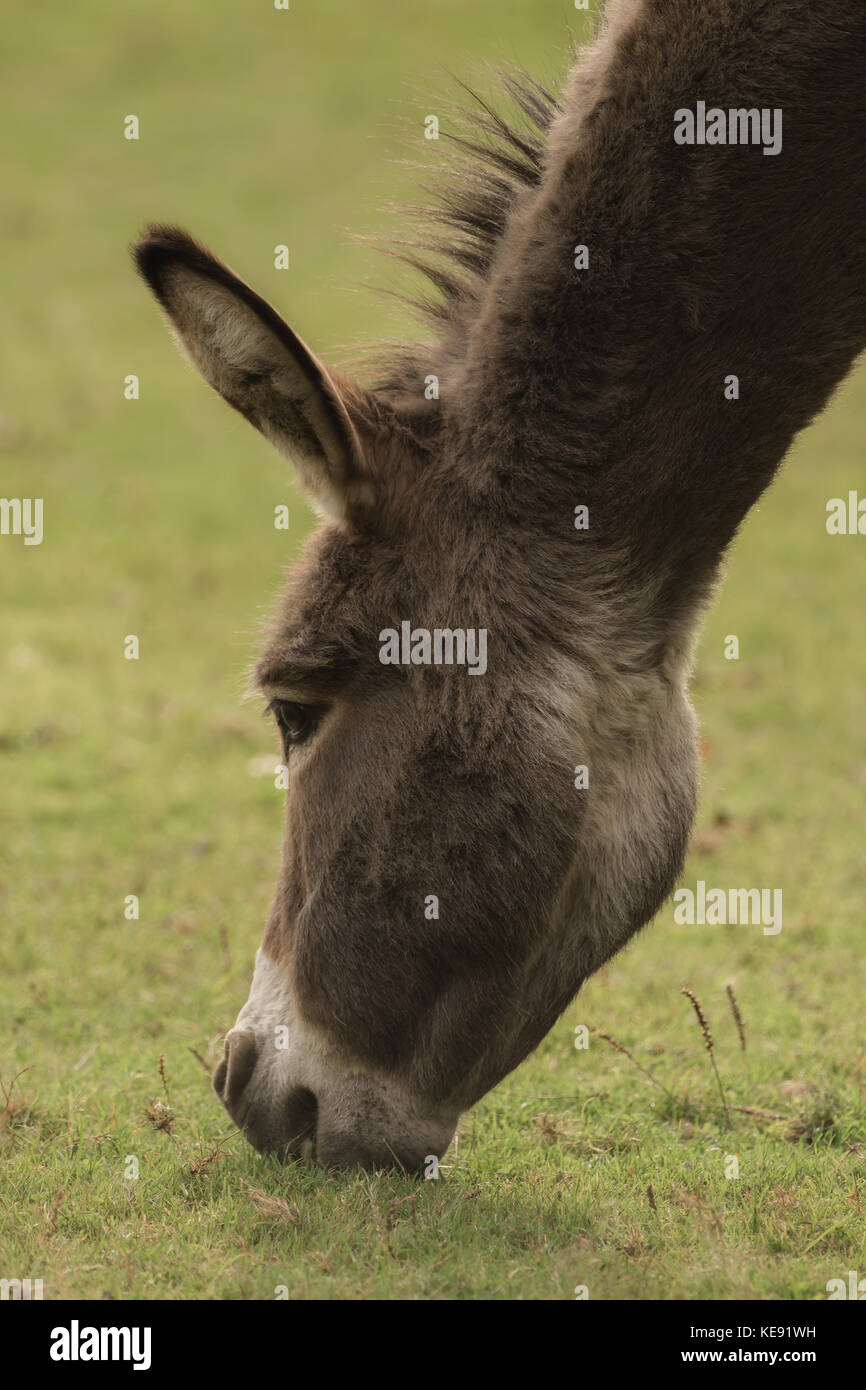 Donkey legs hi-res stock photography and images - Alamy