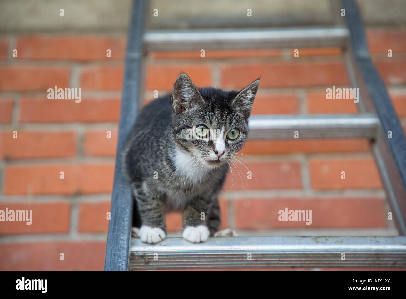 young cat climbing and jumping on a ladder Stock Photo - Alamy
