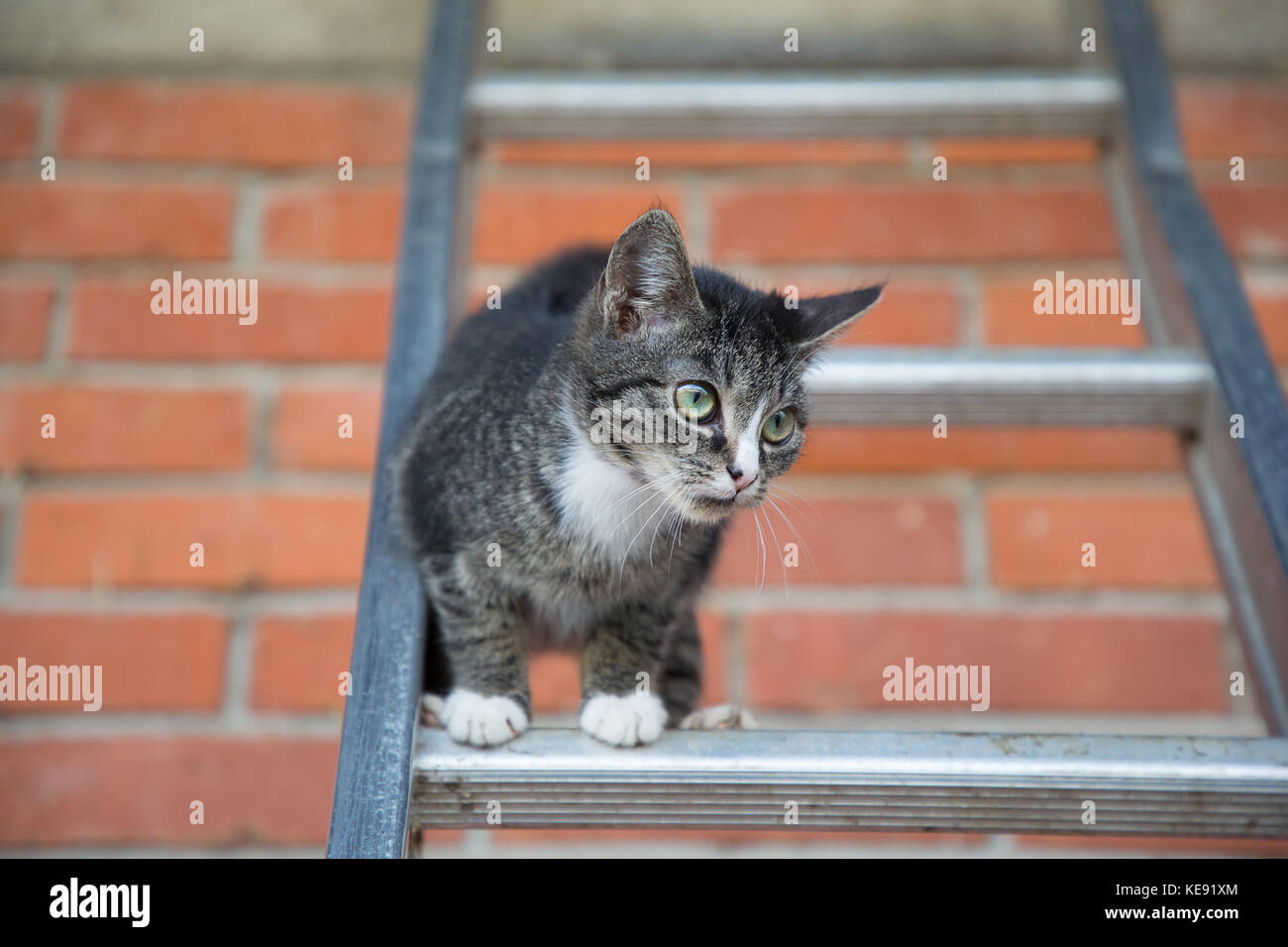 young cat climbing and jumping on a ladder Stock Photo - Alamy