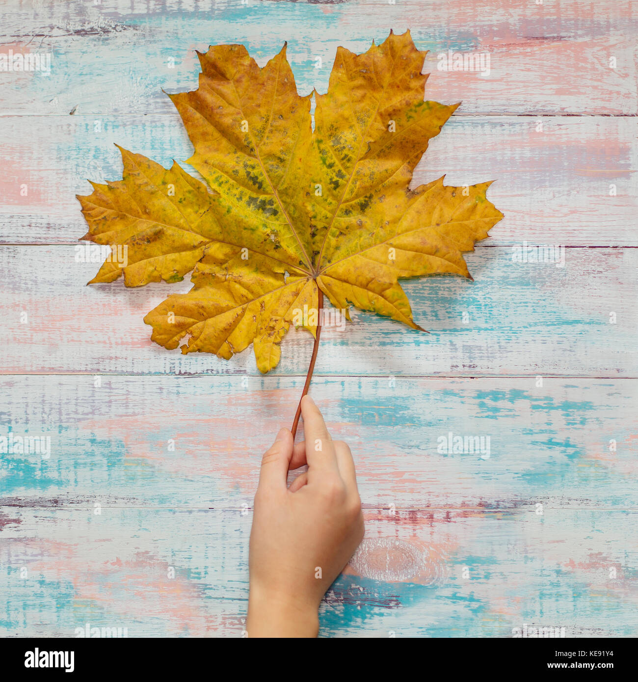 Top view on woman's hand with big maple leaf on the wooden background ...