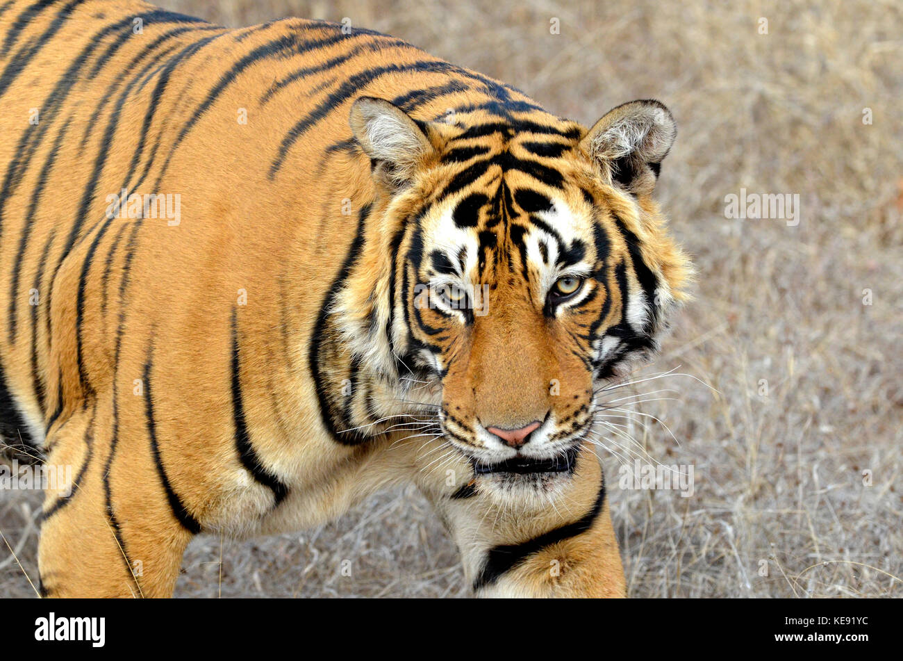 Hunting tiger hi-res stock photography and images - Alamy