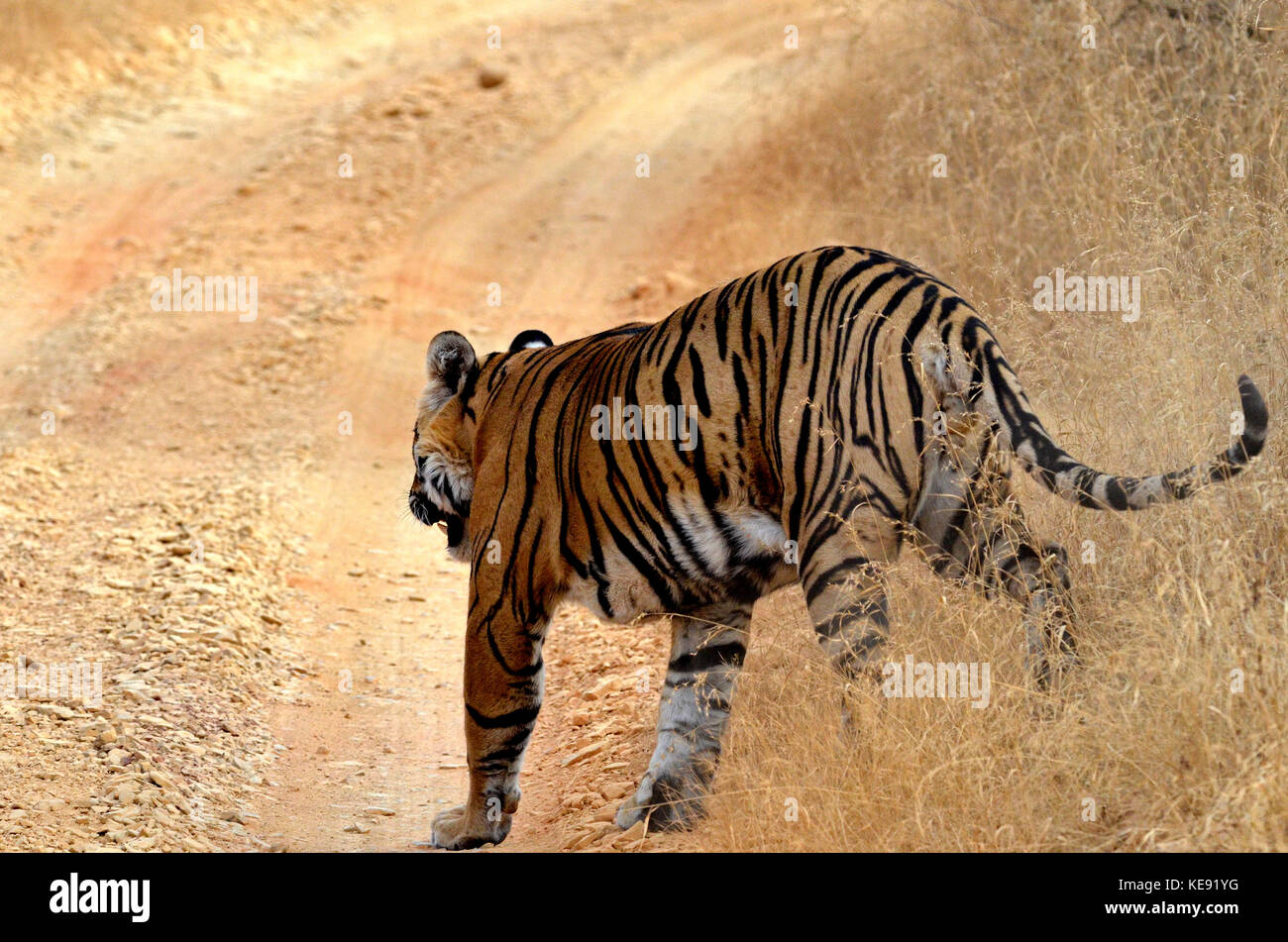 Bengal Tiger, Ranthambore National Park Stock Photo - Alamy