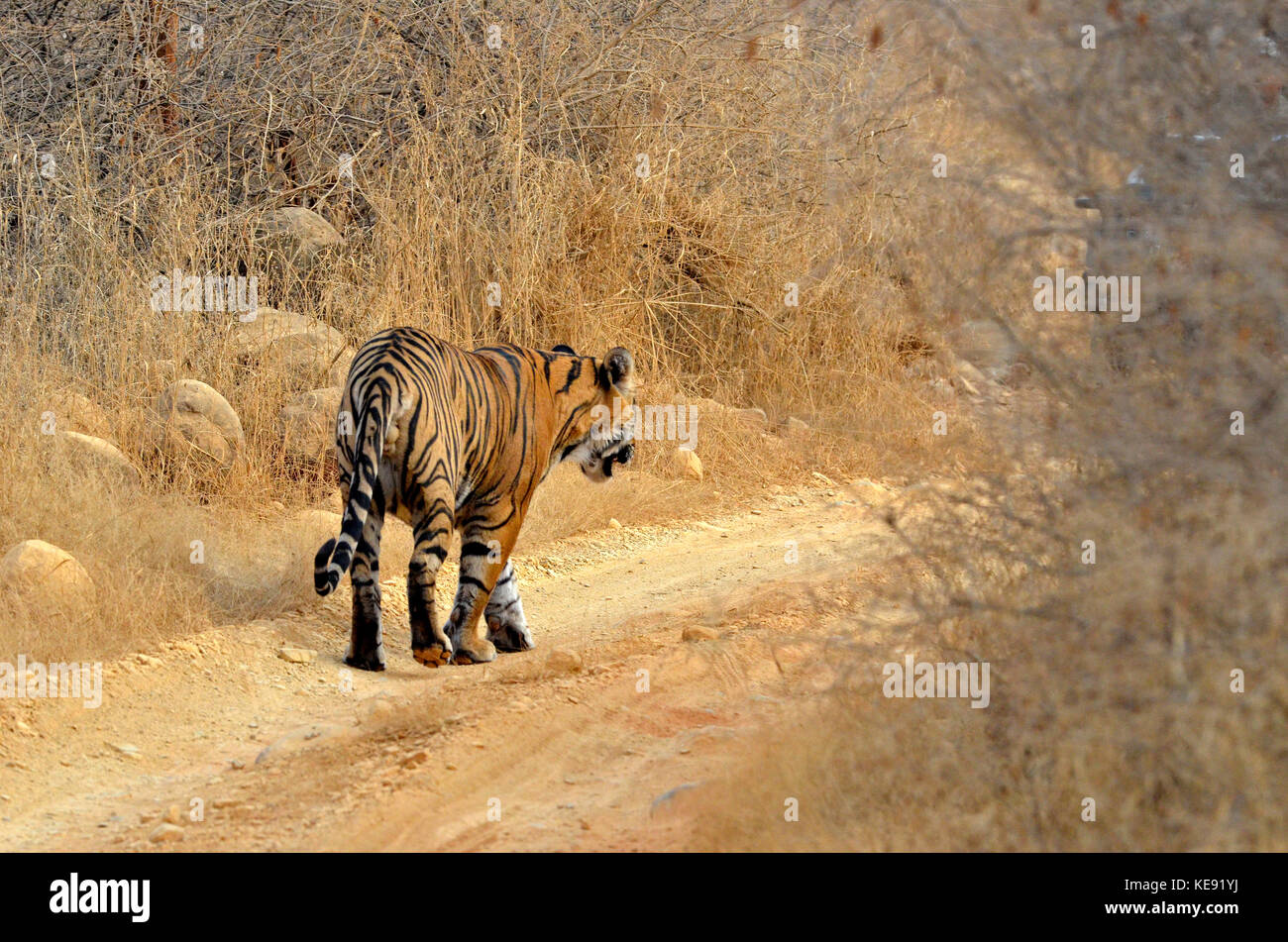 Tiger spotting india hi-res stock photography and images - Alamy