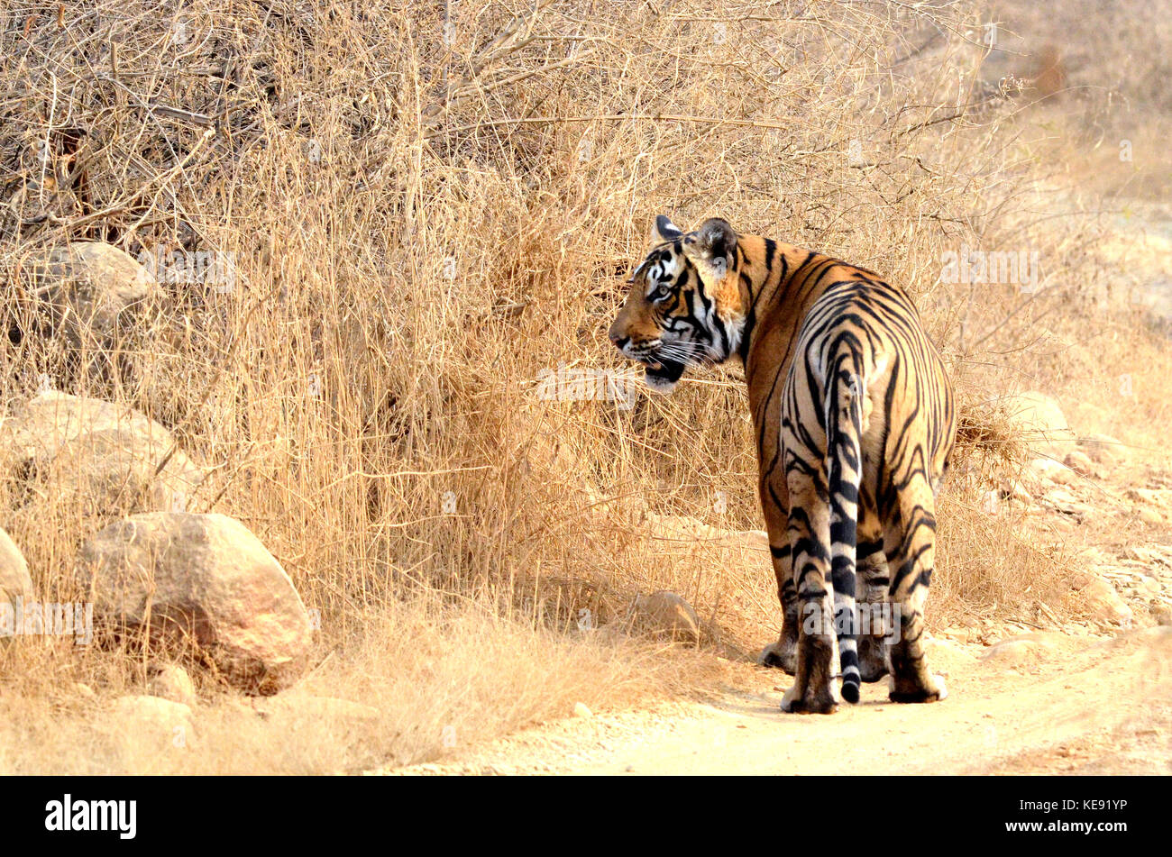 Bengal Tiger, Ranthambore National Park Stock Photo - Alamy