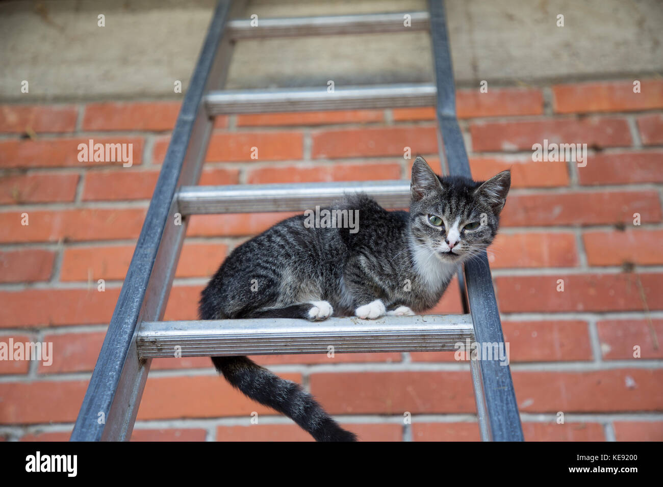young cat climbing and jumping on a ladder Stock Photo - Alamy