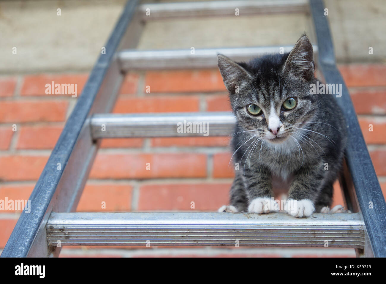 young cat climbing and jumping on a ladder Stock Photo - Alamy