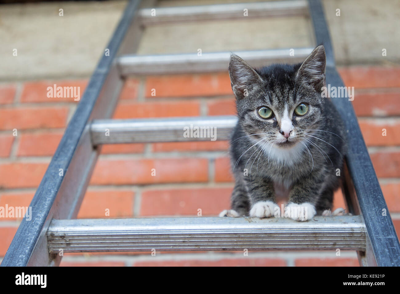 young cat climbing and jumping on a ladder Stock Photo - Alamy