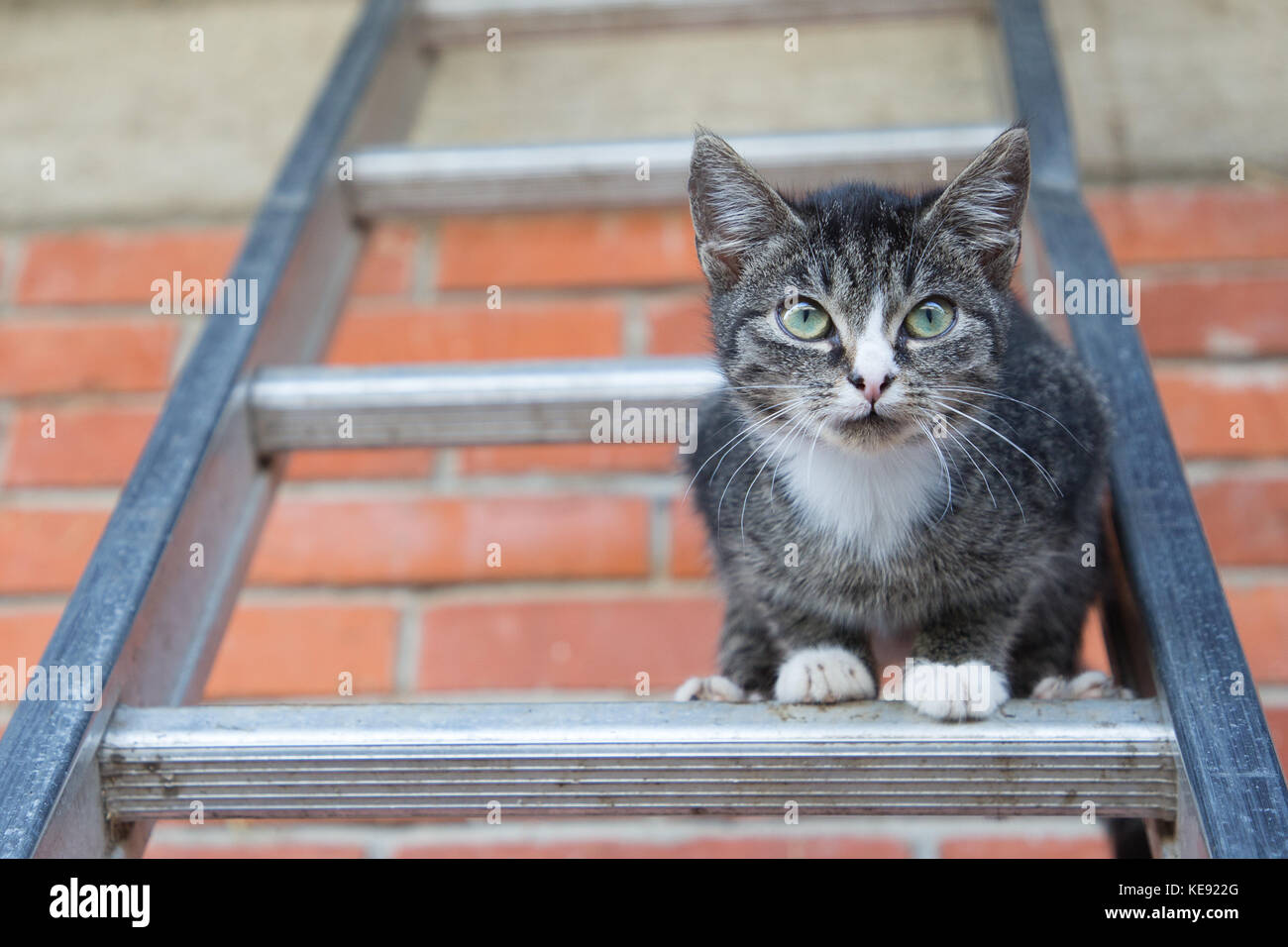 young cat climbing and jumping on a ladder Stock Photo - Alamy