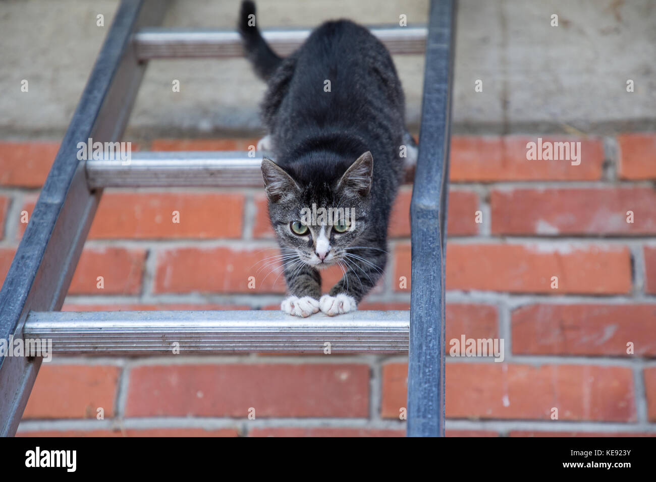young cat climbing and jumping on a ladder Stock Photo - Alamy