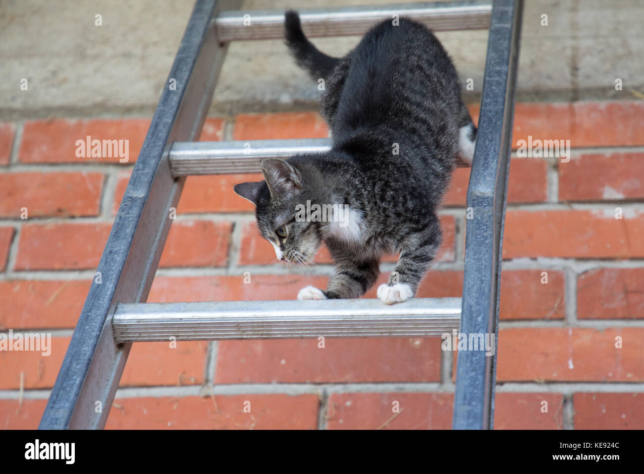 young cat climbing and jumping on a ladder Stock Photo - Alamy