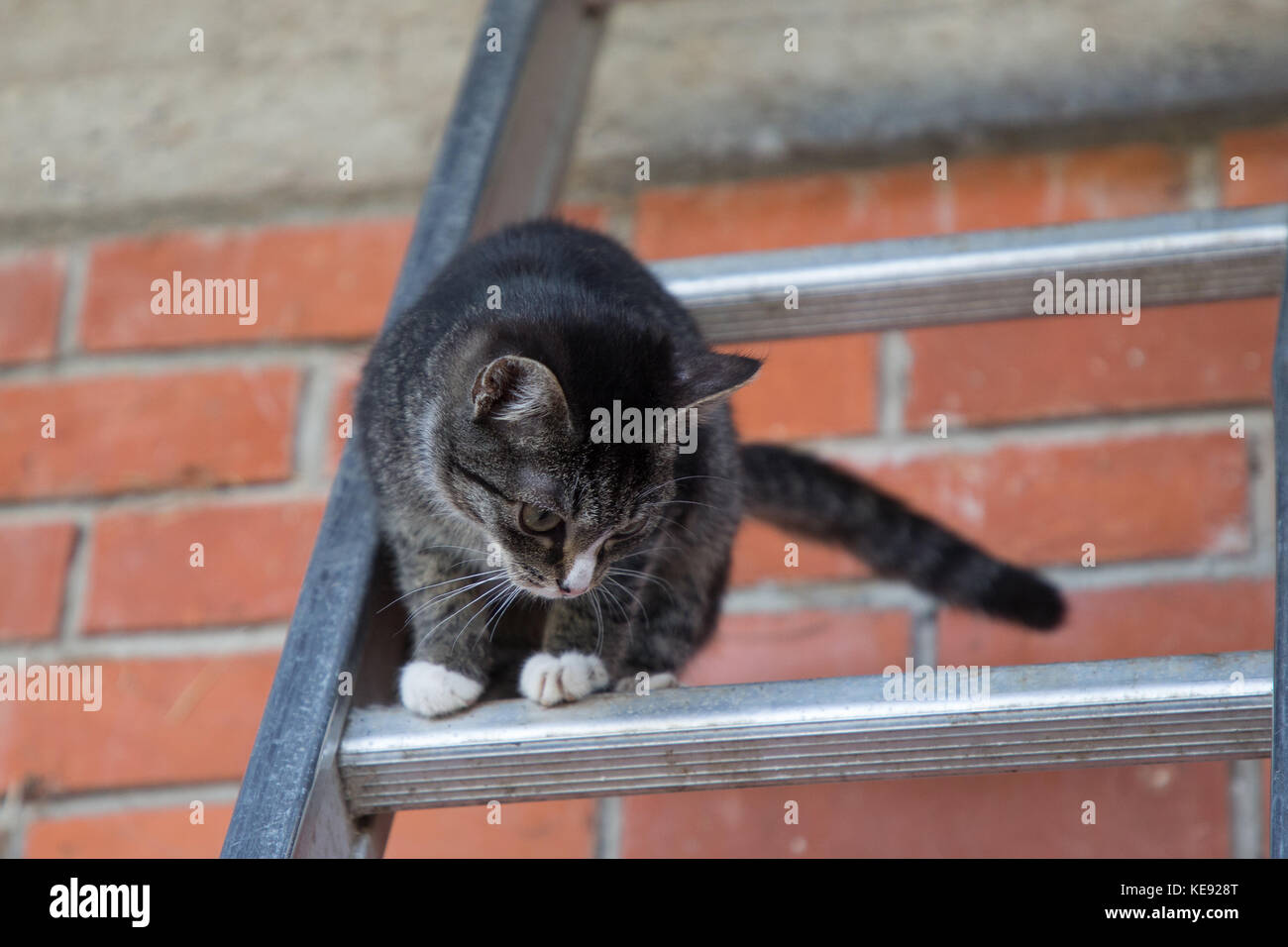 young cat climbing and jumping on a ladder Stock Photo - Alamy
