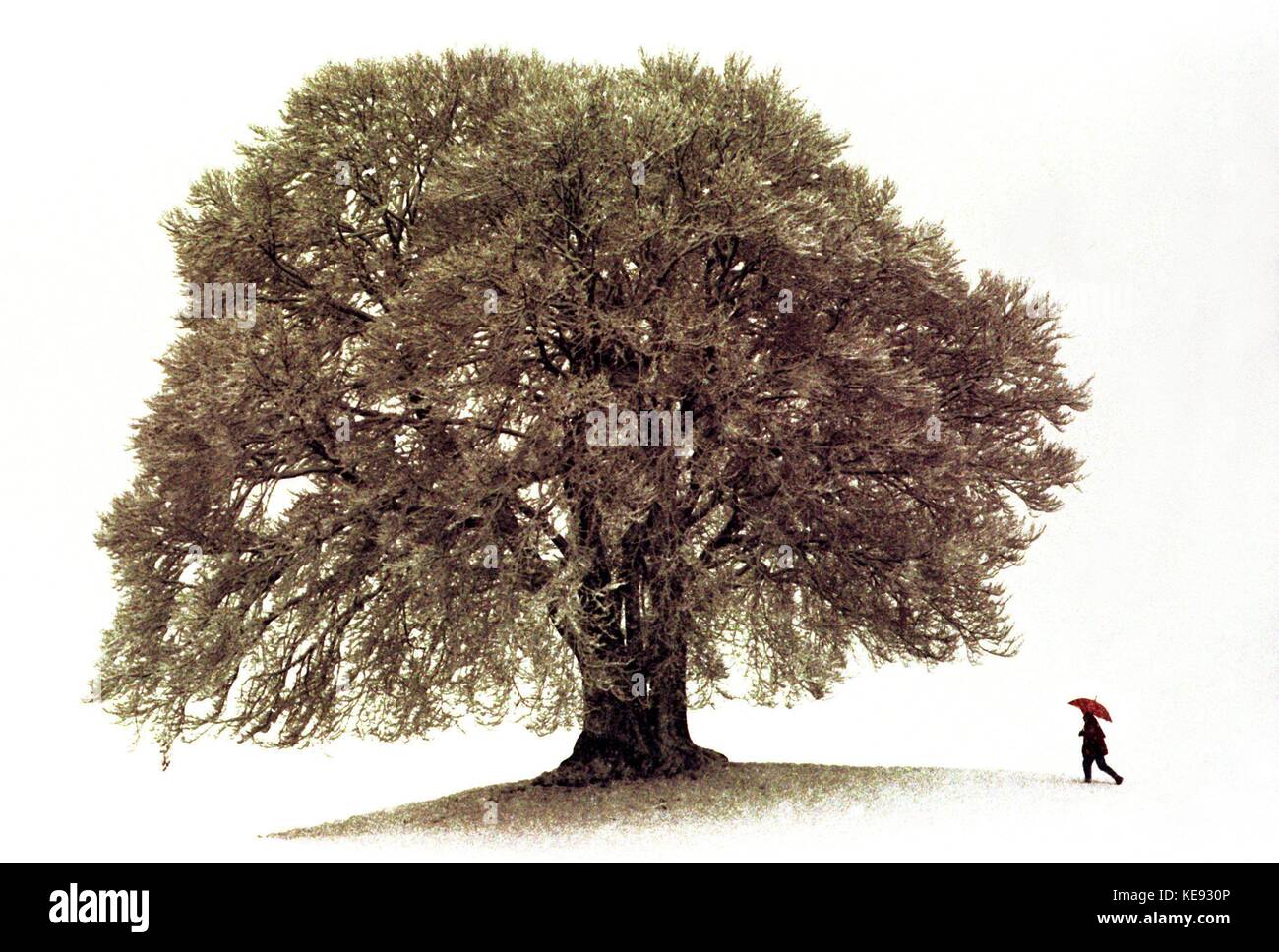 100 years old tree Cut Out Stock Images & Pictures - Alamy