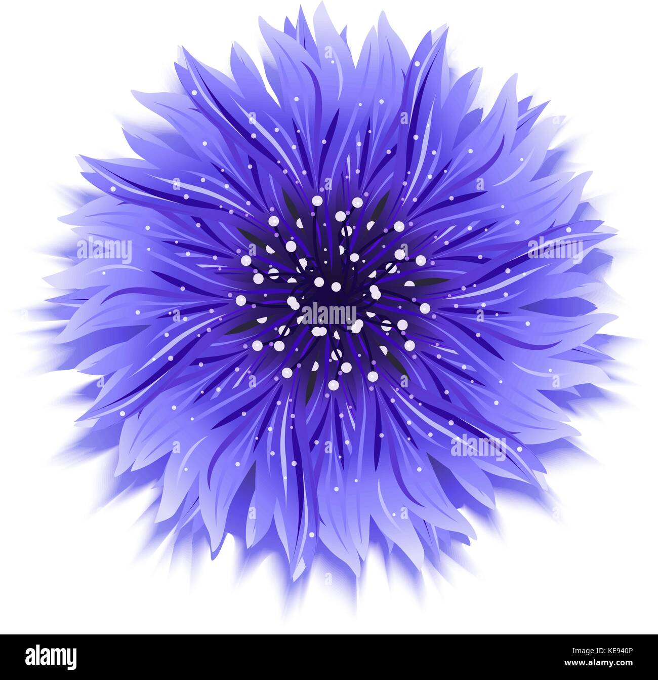 Cornflower Vector