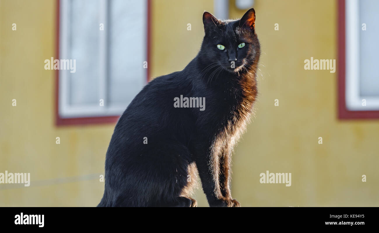 Black cat over wall looking at camera Stock Photo - Alamy