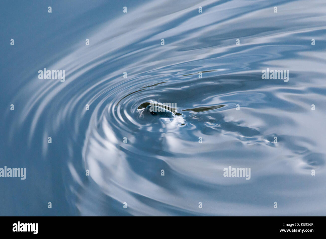 fish swimming on the water surface creating ripples Stock Photo - Alamy