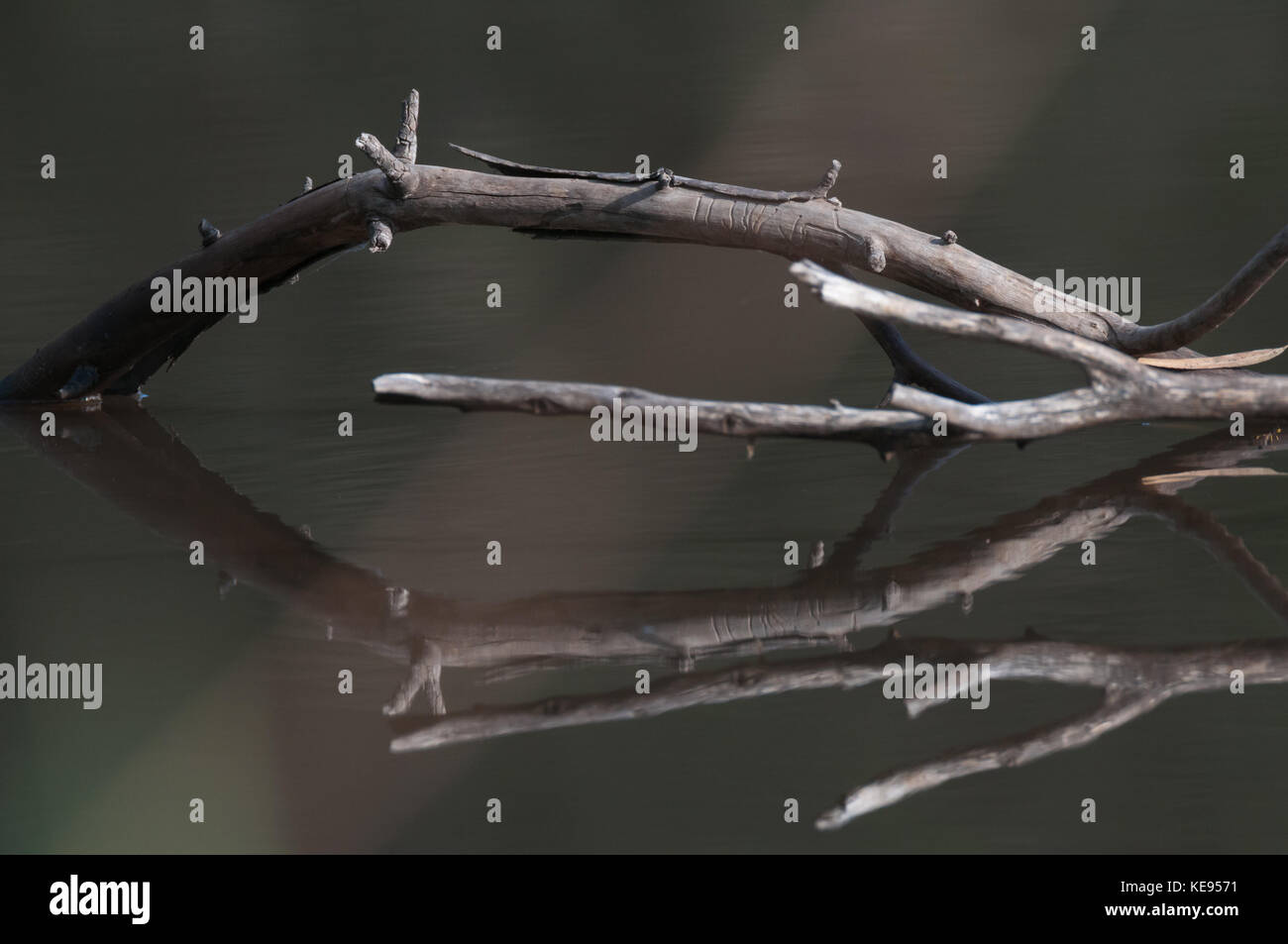 reflections on the calm river water Stock Photo - Alamy