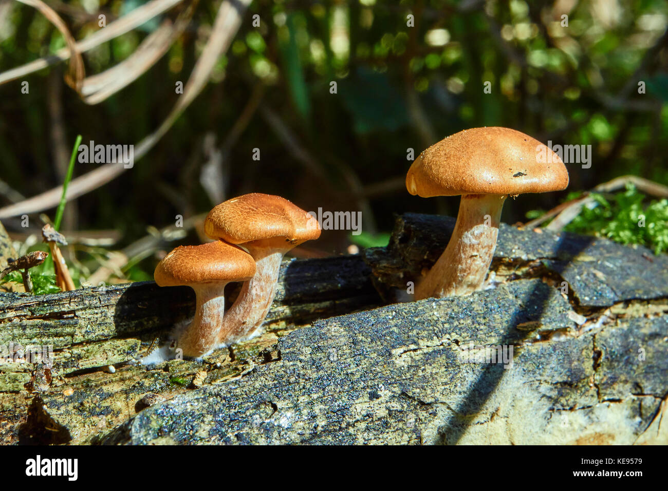 Group of Edible fungus growing in the forest Stock Photo - Alamy