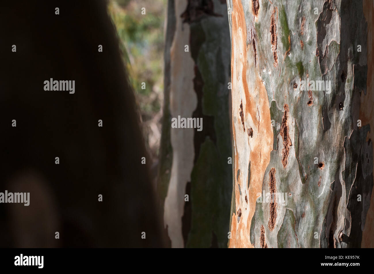 Close up of a eucalyptus tree trunk Stock Photo - Alamy